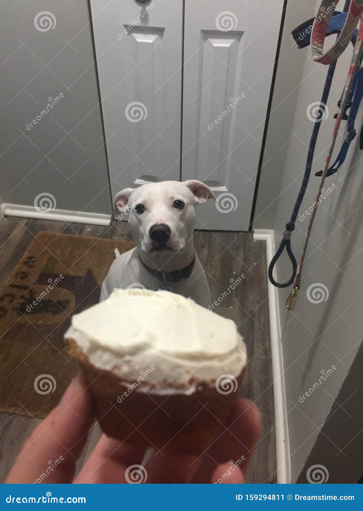 Oda al quequito imagen de archivo. Imagen de retrasado - 159294811