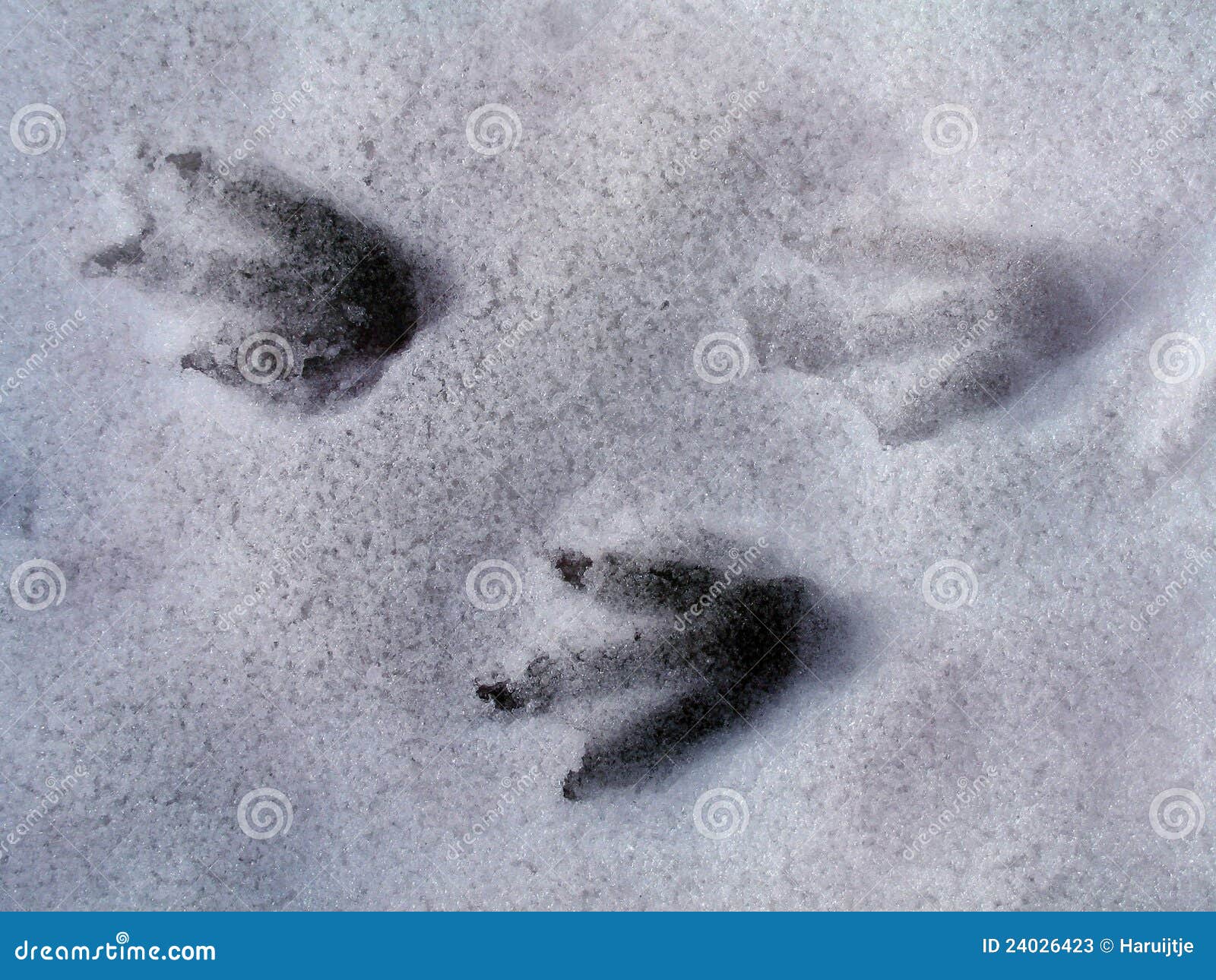 Odcisk stopy pingwin obraz stock. Obraz złożonej z bezpłatny - 24026423