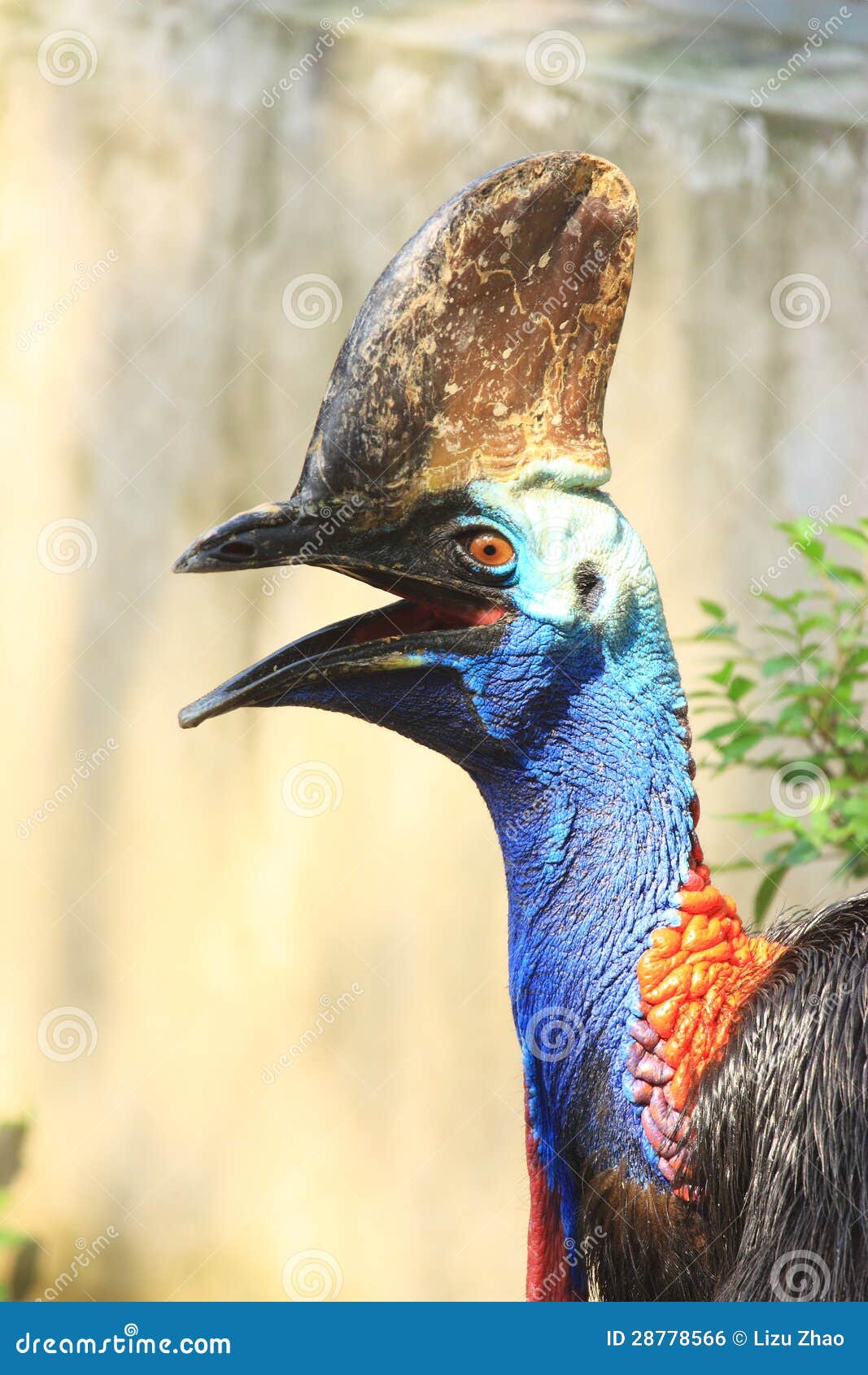 A odd bird stock photo. Image of green, bright, open - 28778566