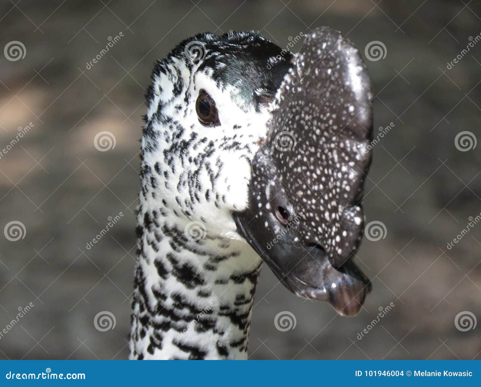 Odd comb duck stock photo. Image of dalmation, south - 101946004