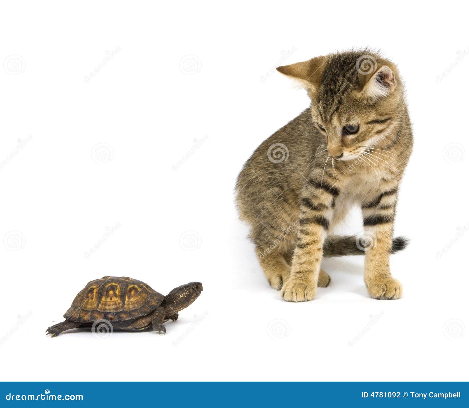 Odd Couple - Kitten and Turtle Stock Photo - Image of watch, wildlife ...
