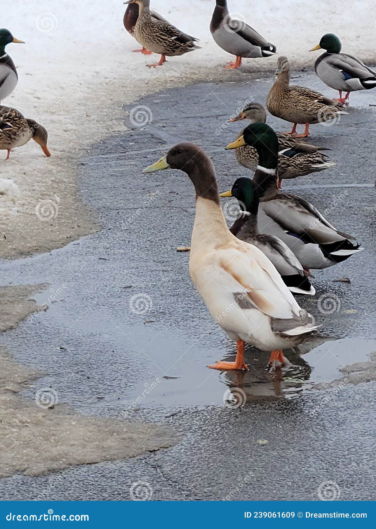 Odd Duck at the Zoo stock image. Image of duck, snow - 239061609