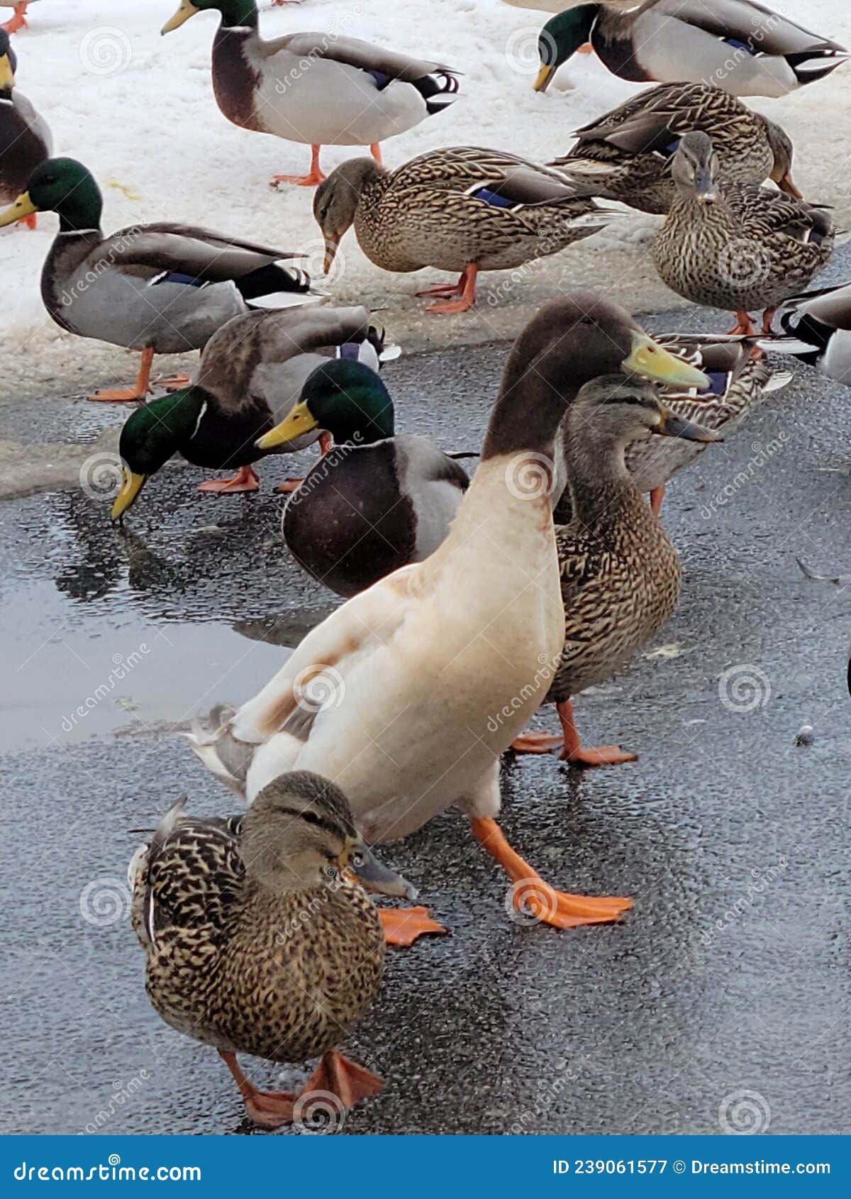 Odd Duck at the Zoo stock image. Image of ducks, wildlife - 239061577