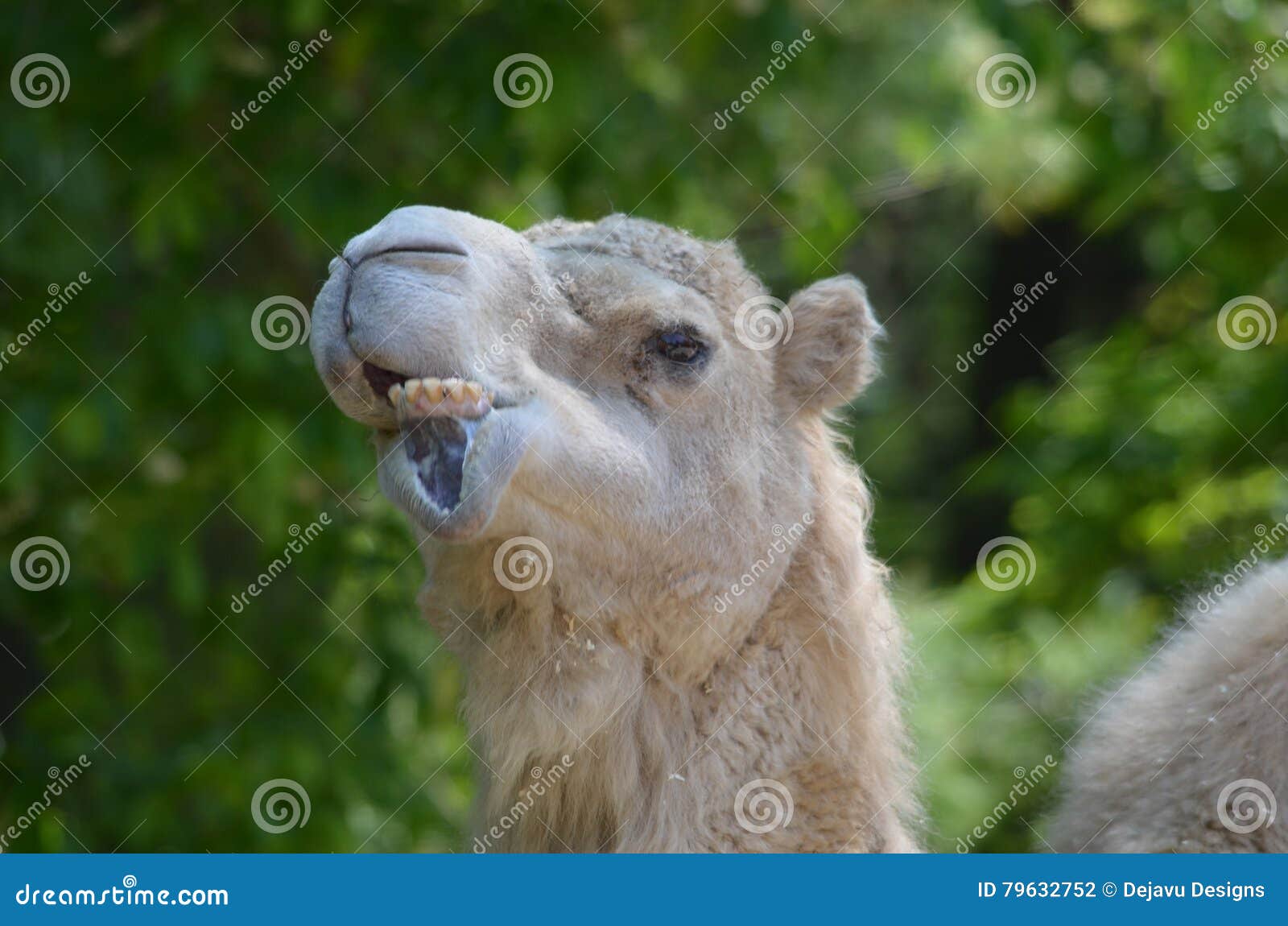 Odd Funny Looking Face on a Camel Stock Photo - Image of funny ...