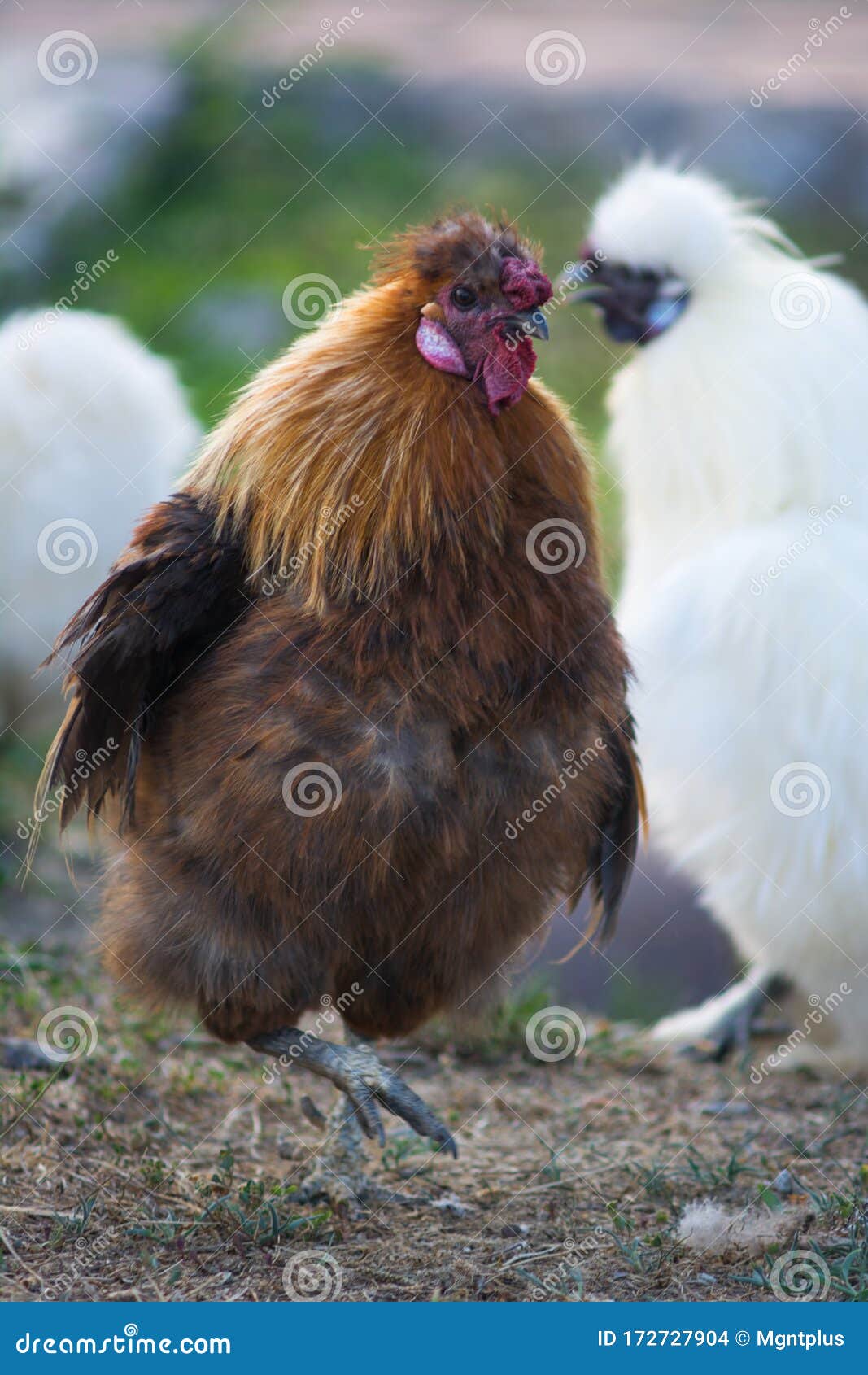 Odd-looking Chickens Move Freely Stock Photo - Image of bird ...