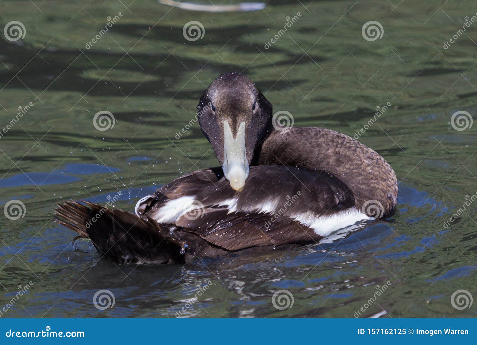 Common Eider Duck in the UK Stock Image - Image of large, sloping ...