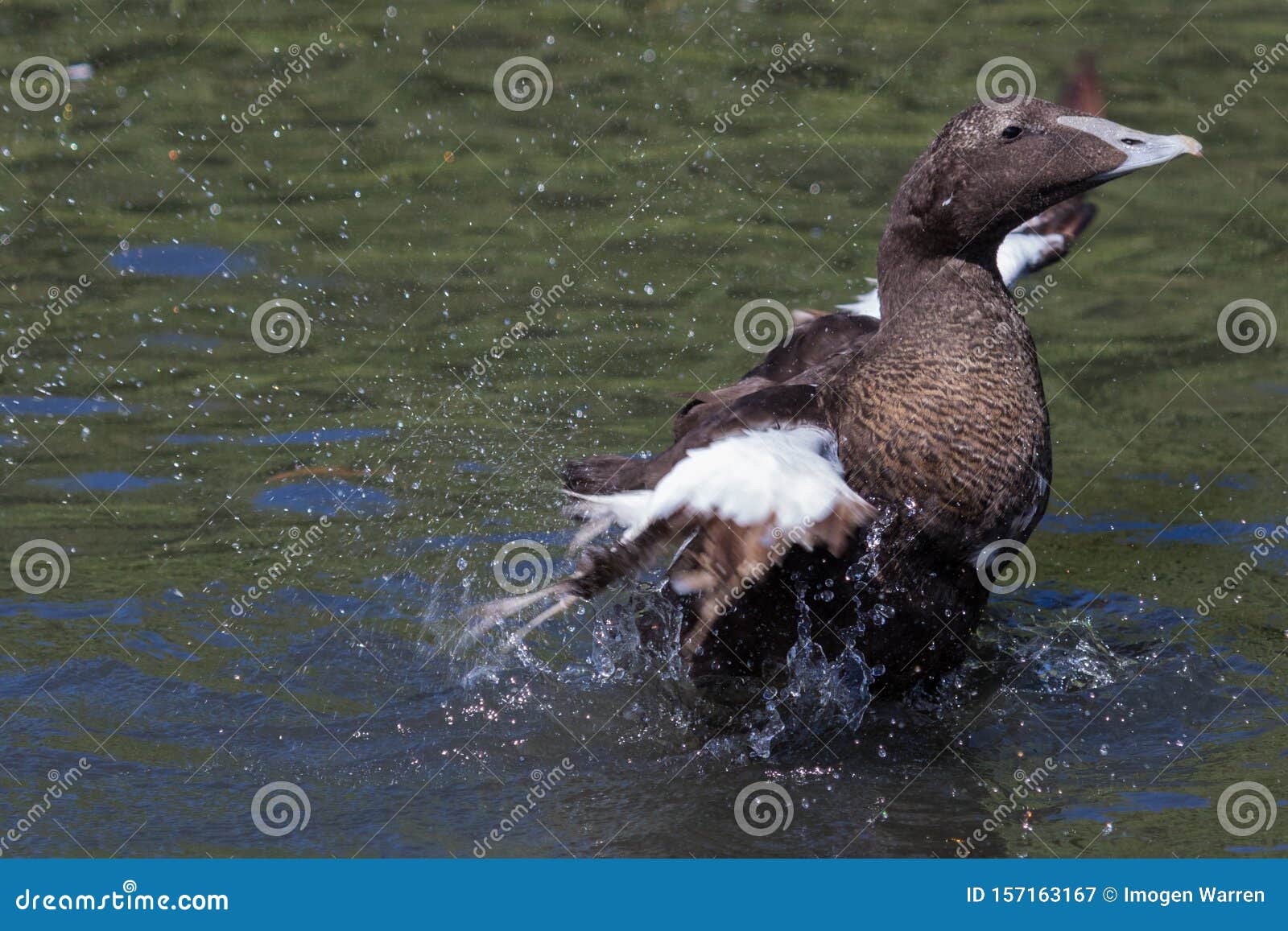 Common Eider Duck in the UK Stock Image - Image of native, nature ...