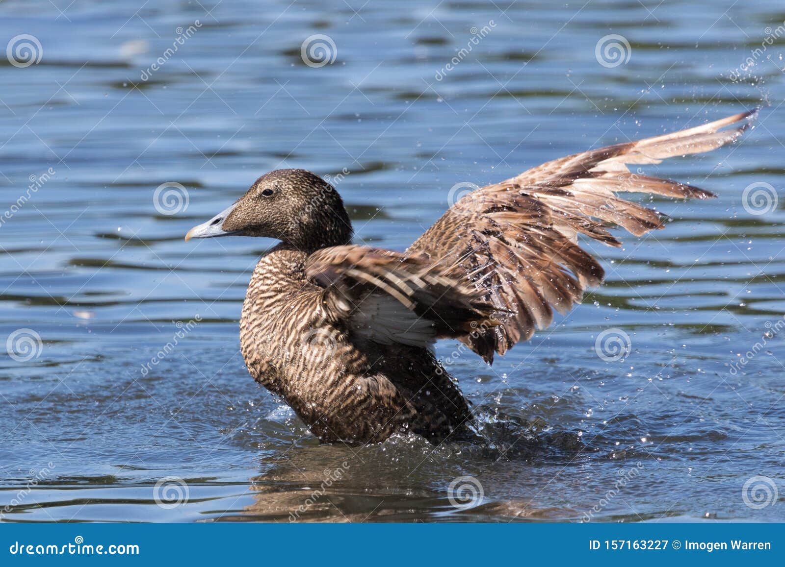 Common Eider Duck in the UK Stock Image - Image of large, plumage ...
