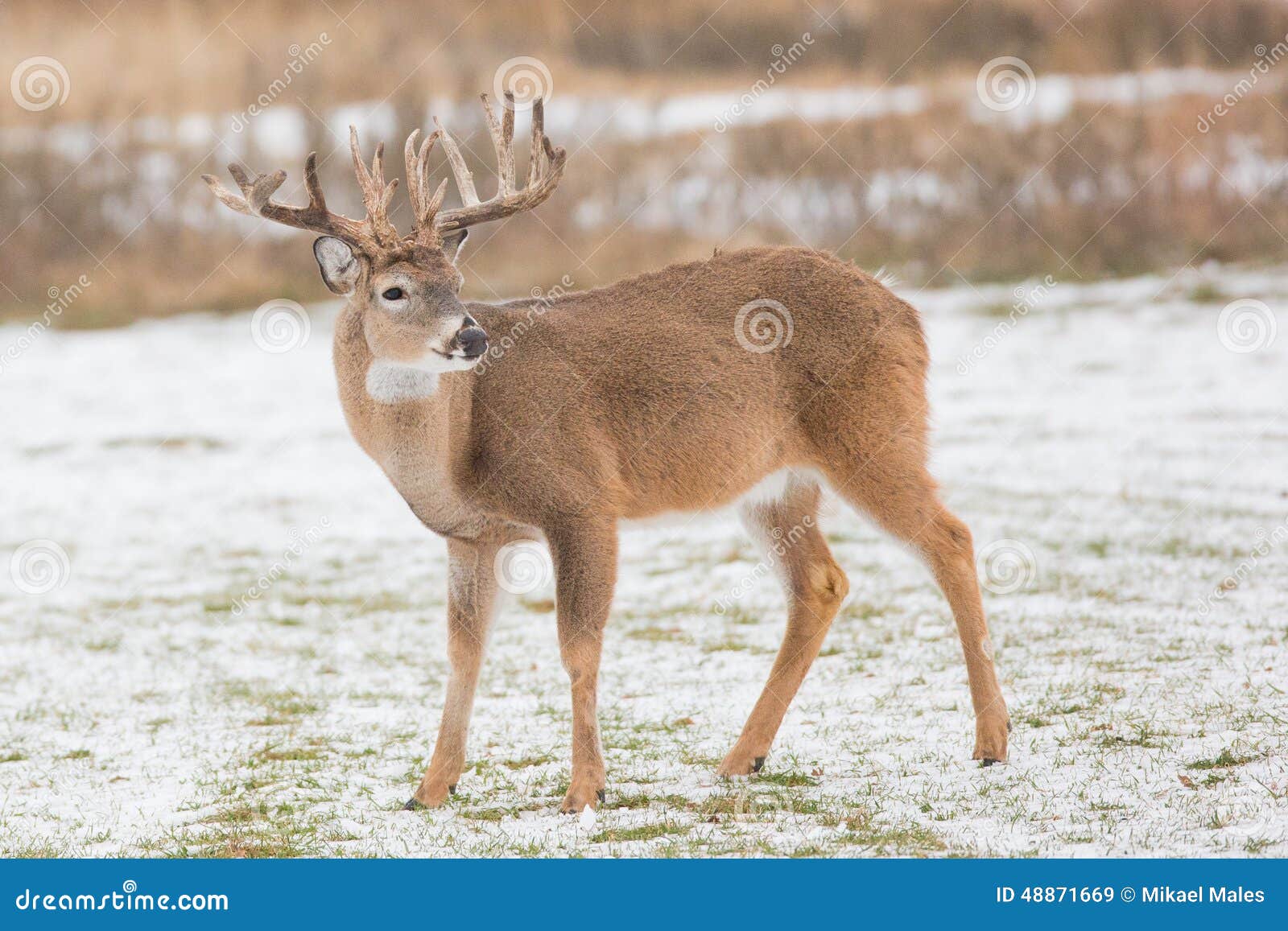 Odd Rack of Whitetail Buck Standing in Snow Stock Image - Image of fawn ...