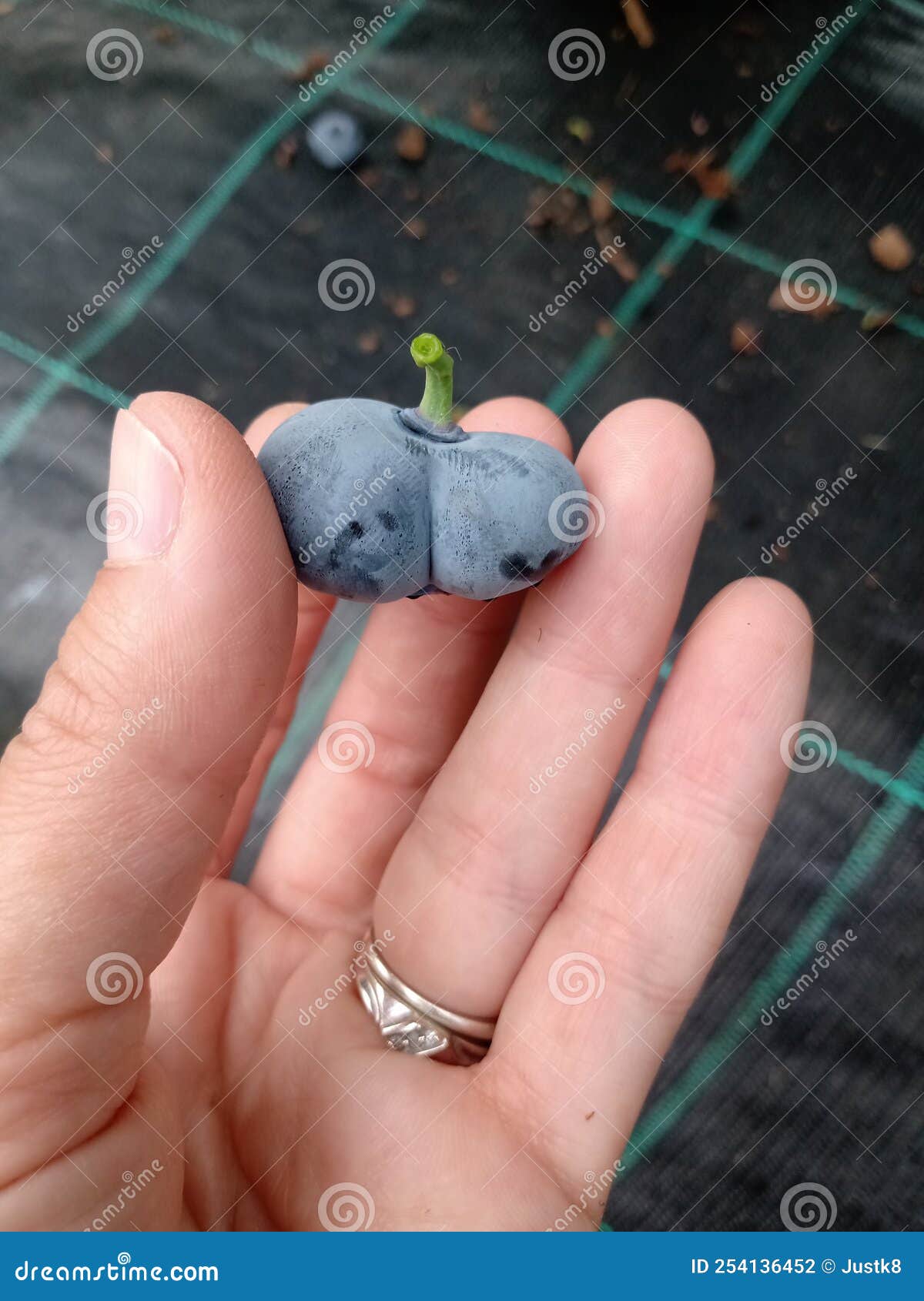 Odd Shaped Canadian Blueberry in a Hand Stock Photo - Image of limb ...