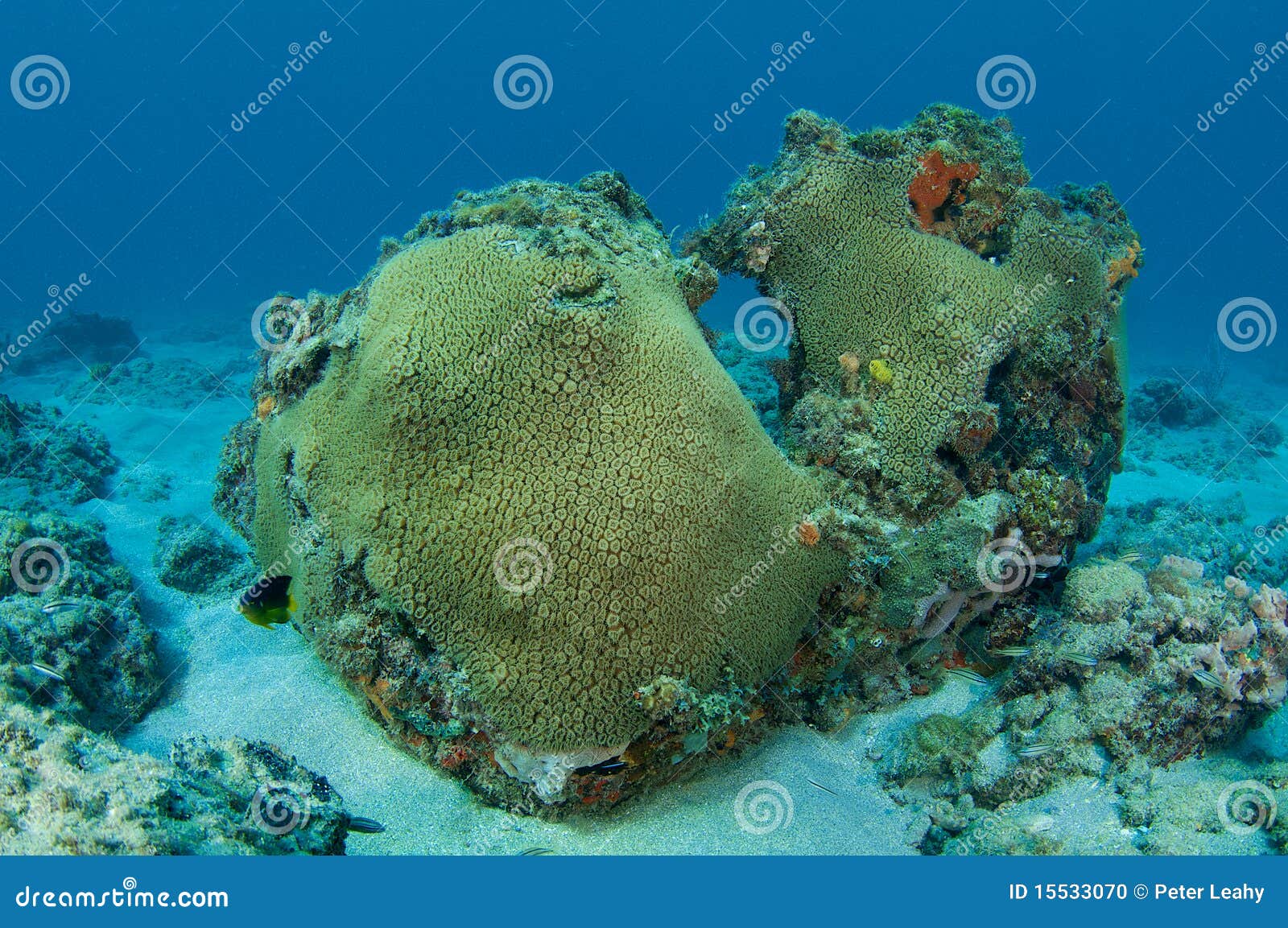 Odd Shaped Great Star Coral Stock Photo - Image of lateral, ichthyology ...