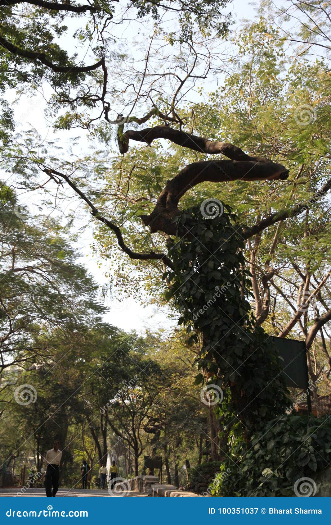 Odd Shaped and Huge Old Wild Tree Editorial Photography - Image of ...