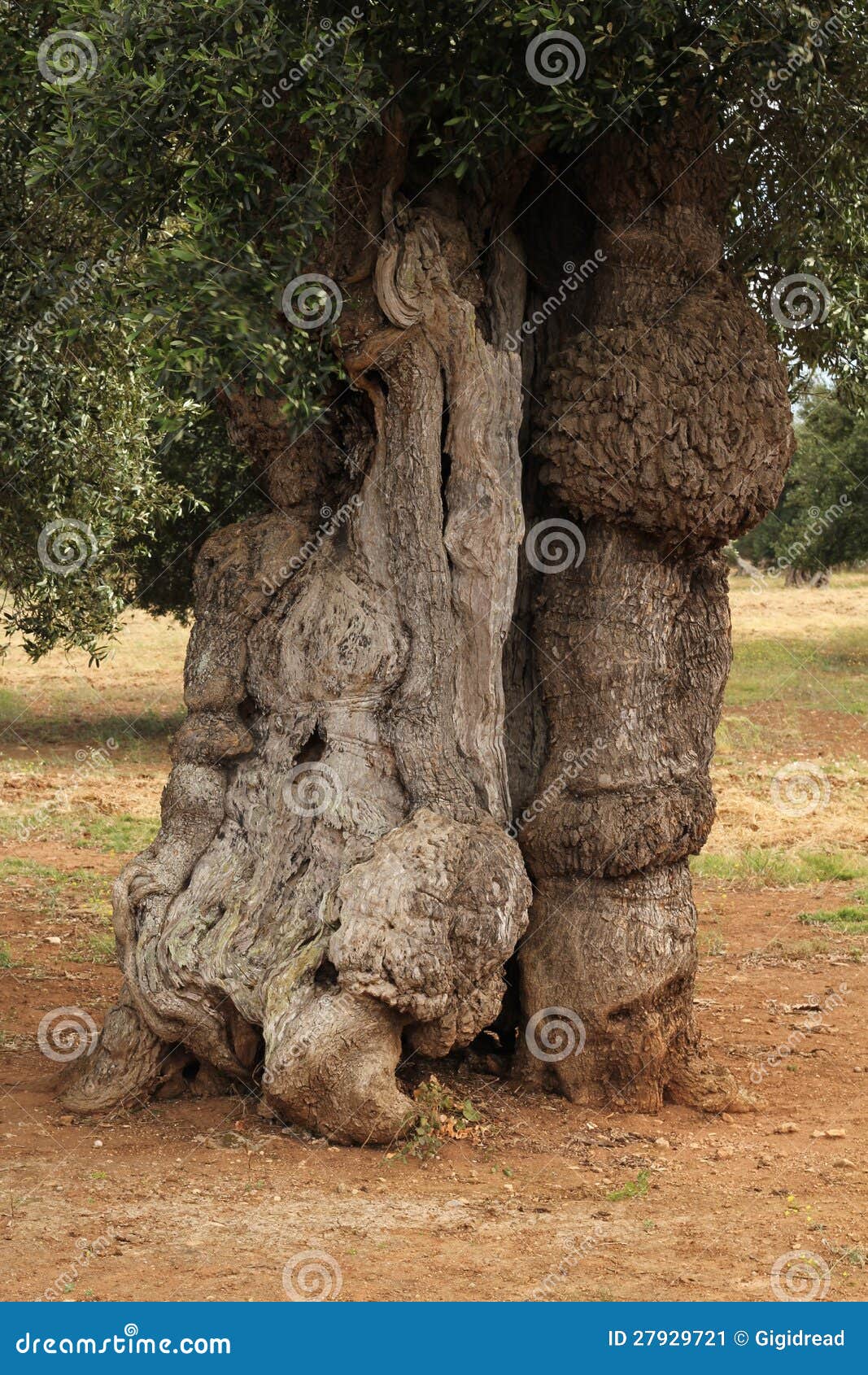 Odd shaped olive tree stock image. Image of olive, field - 27929721