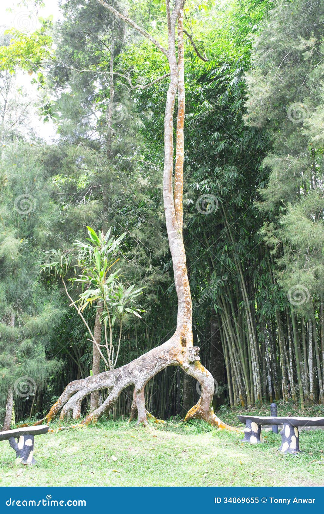 Odd Shaped Tree stock image. Image of outdoor, nature - 34069655