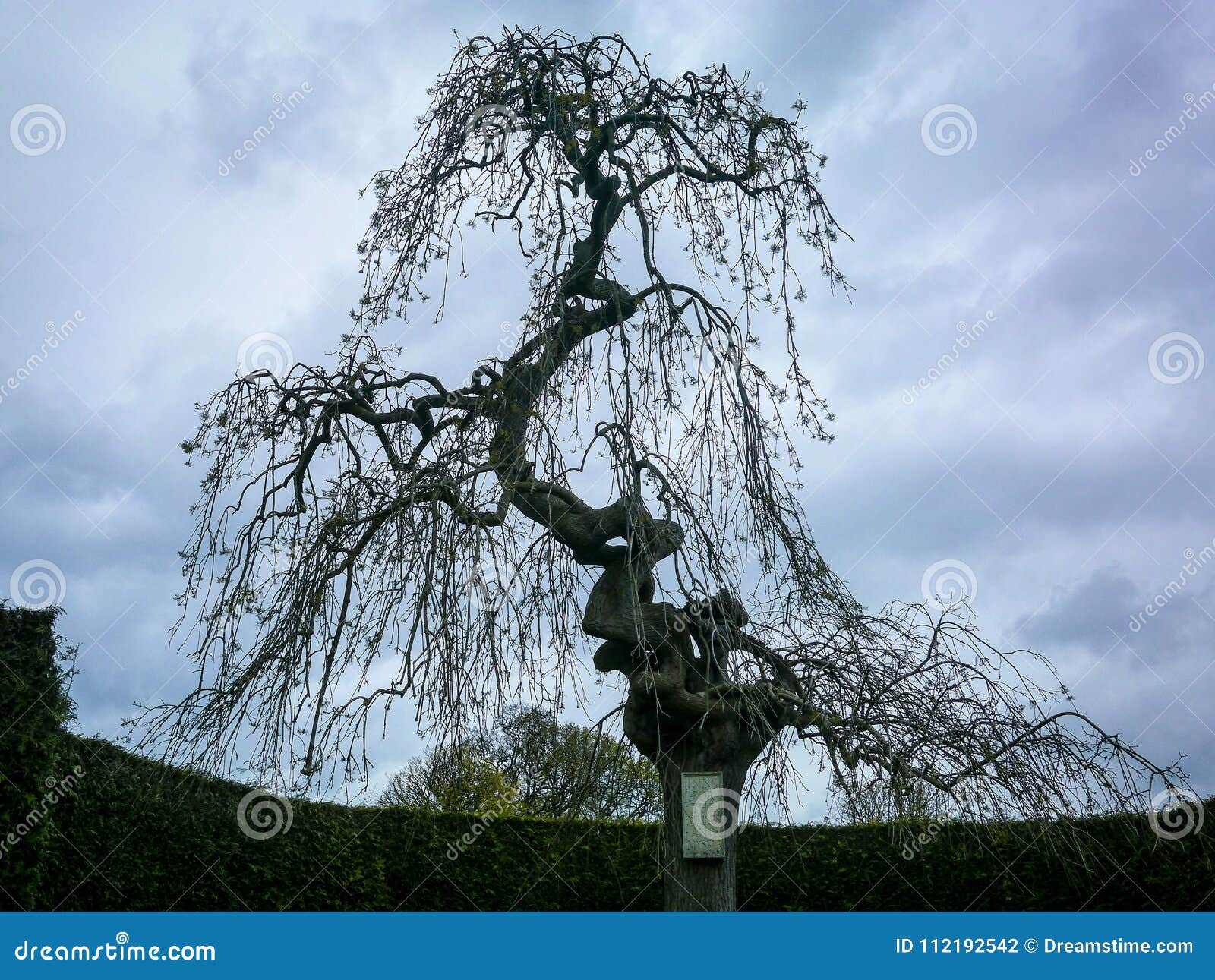 Odd Shaped Tree in the Park Stock Photo - Image of white, natural ...