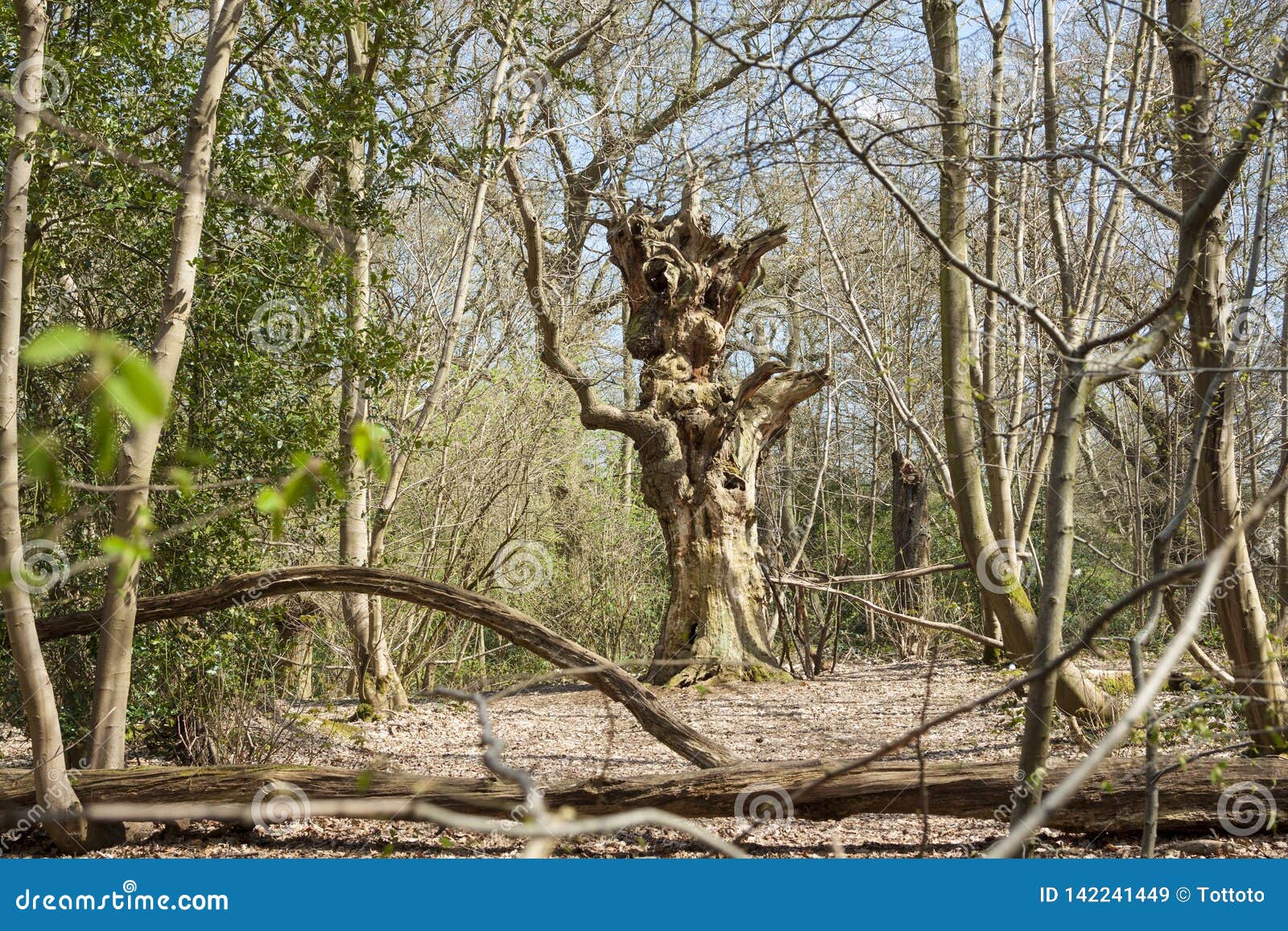 An Odd Twisted Human Like Tree Stock Image | CartoonDealer.com #142241449