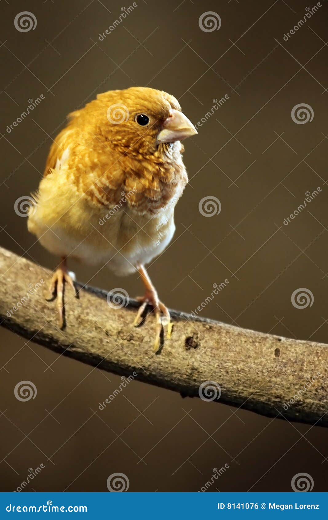Oddball stock photo. Image of watching, bird, perching - 8141076