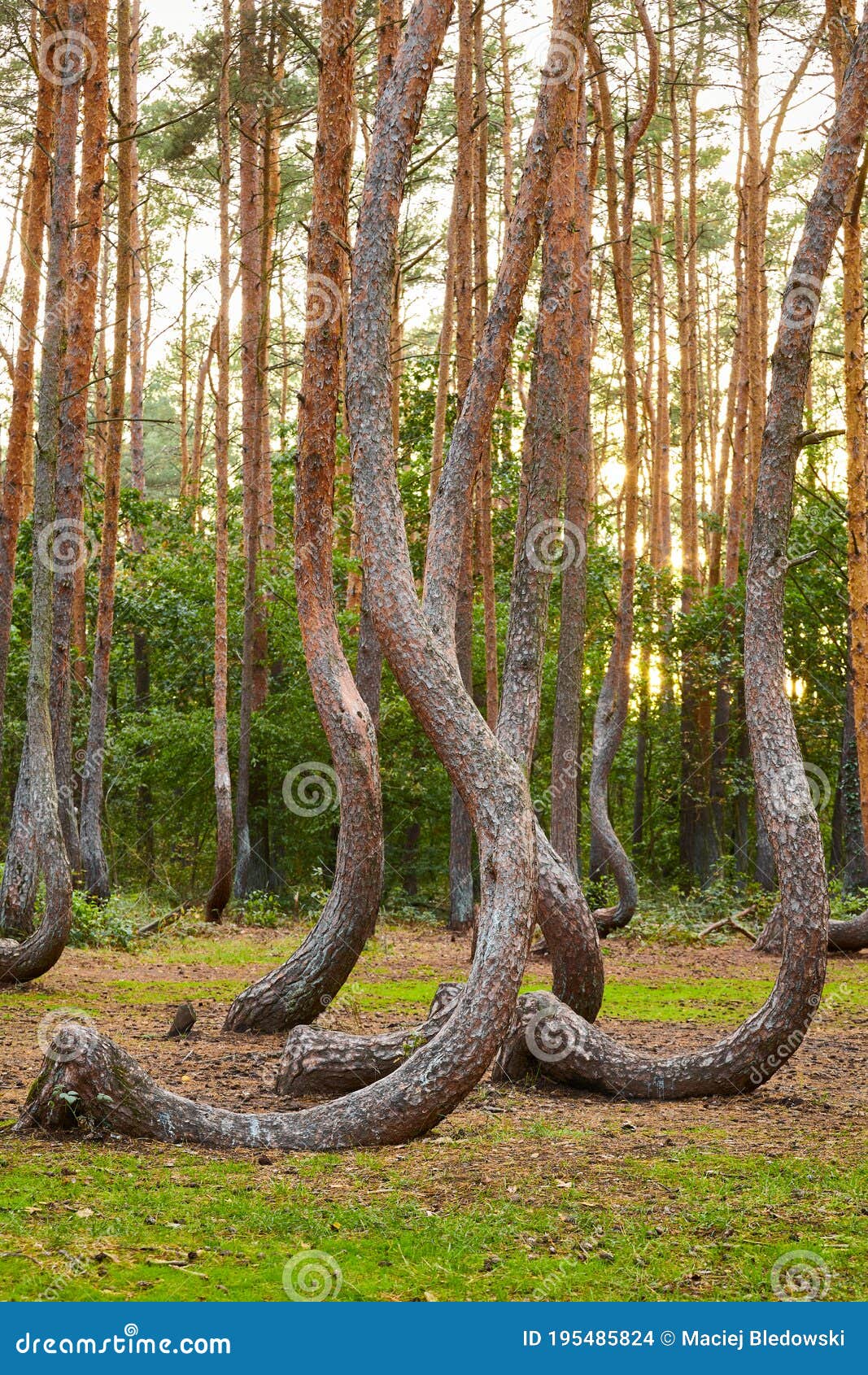 Oddly Shaped Pine Trees in Crooked Forest at Sunset, Poland Stock Photo ...