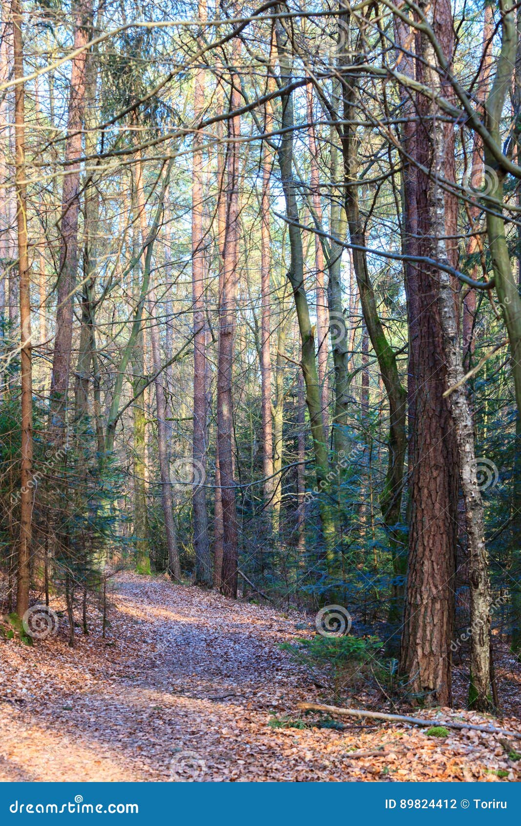 Odenwald forest at spring stock photo. Image of wood - 89824412