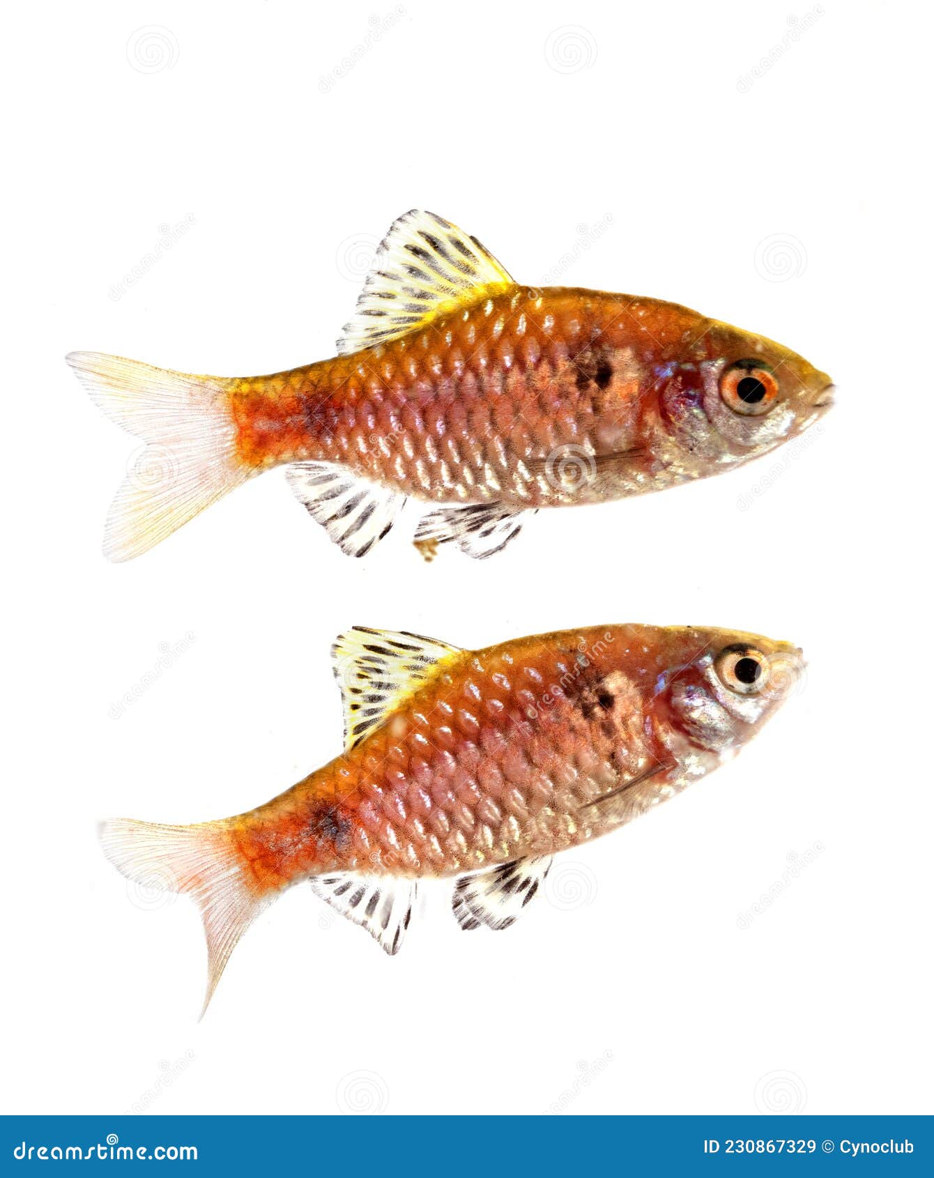 Barb Fish Varieties