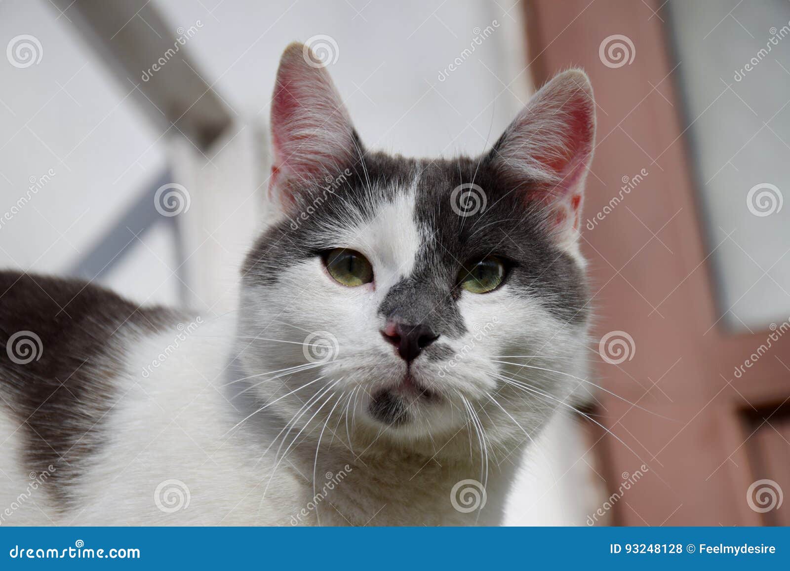 Odessa, cat stock photo. Image of ukraine, white, world - 93248128