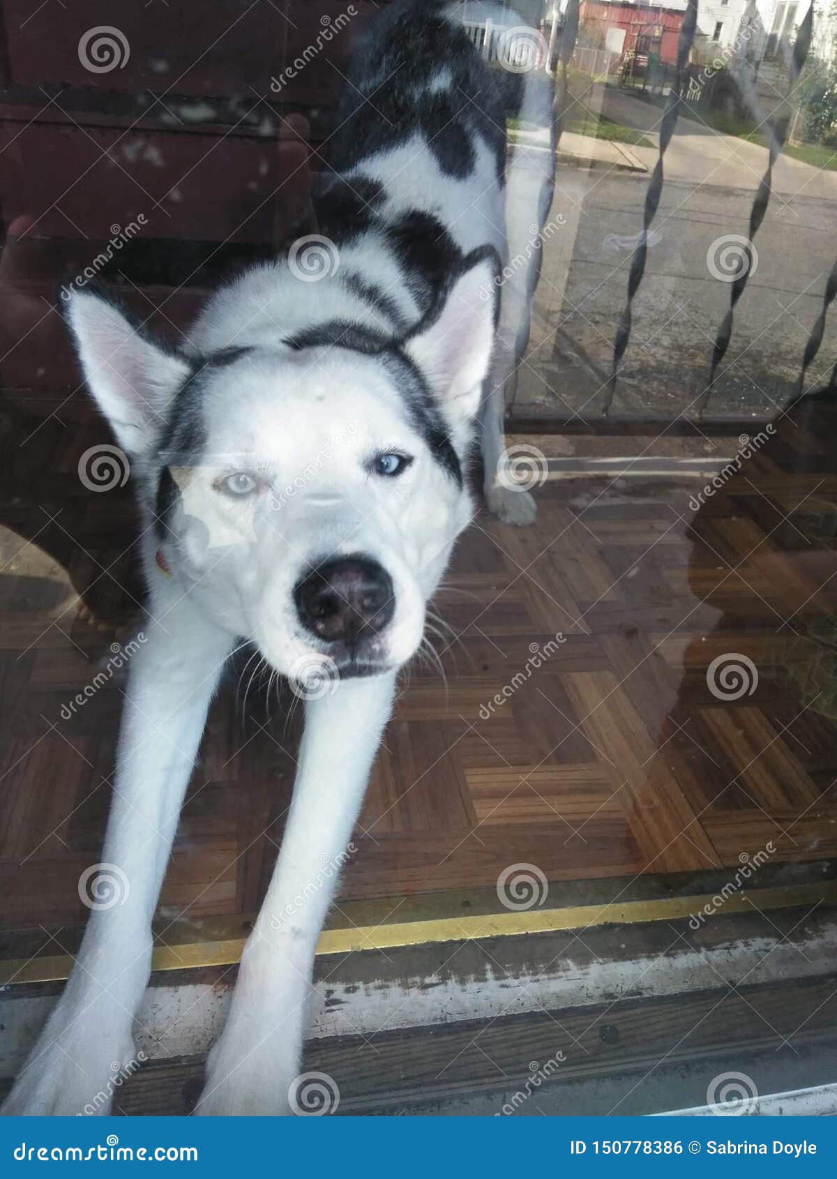 Odin the husky stretching stock photo. Image of cute - 150778386