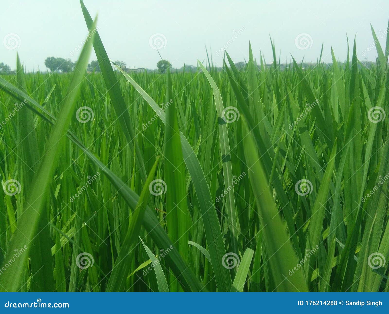 Odisha rice crop stock photo. Image of beauty, beautiful - 176214288