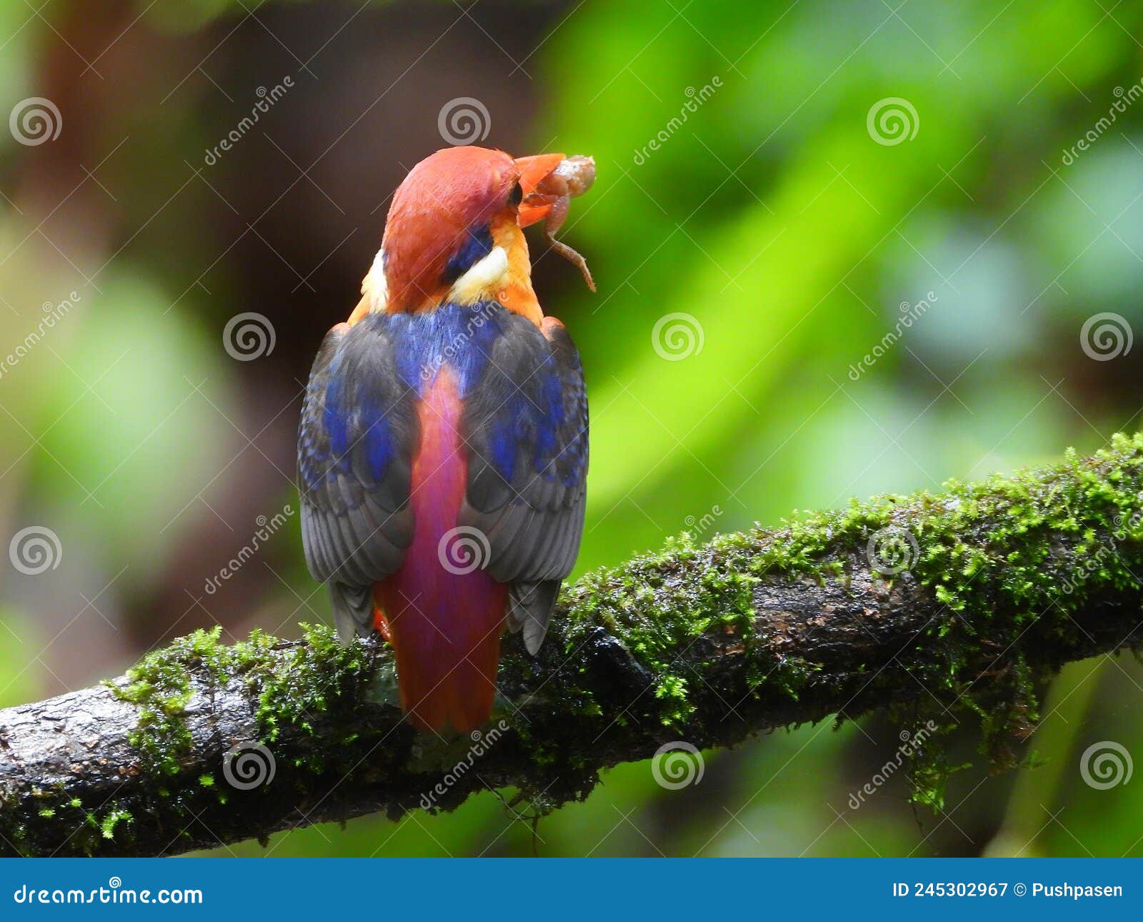 Odkf Oriental Dwarf Kingfisher with a Kill Stock Image - Image of king ...