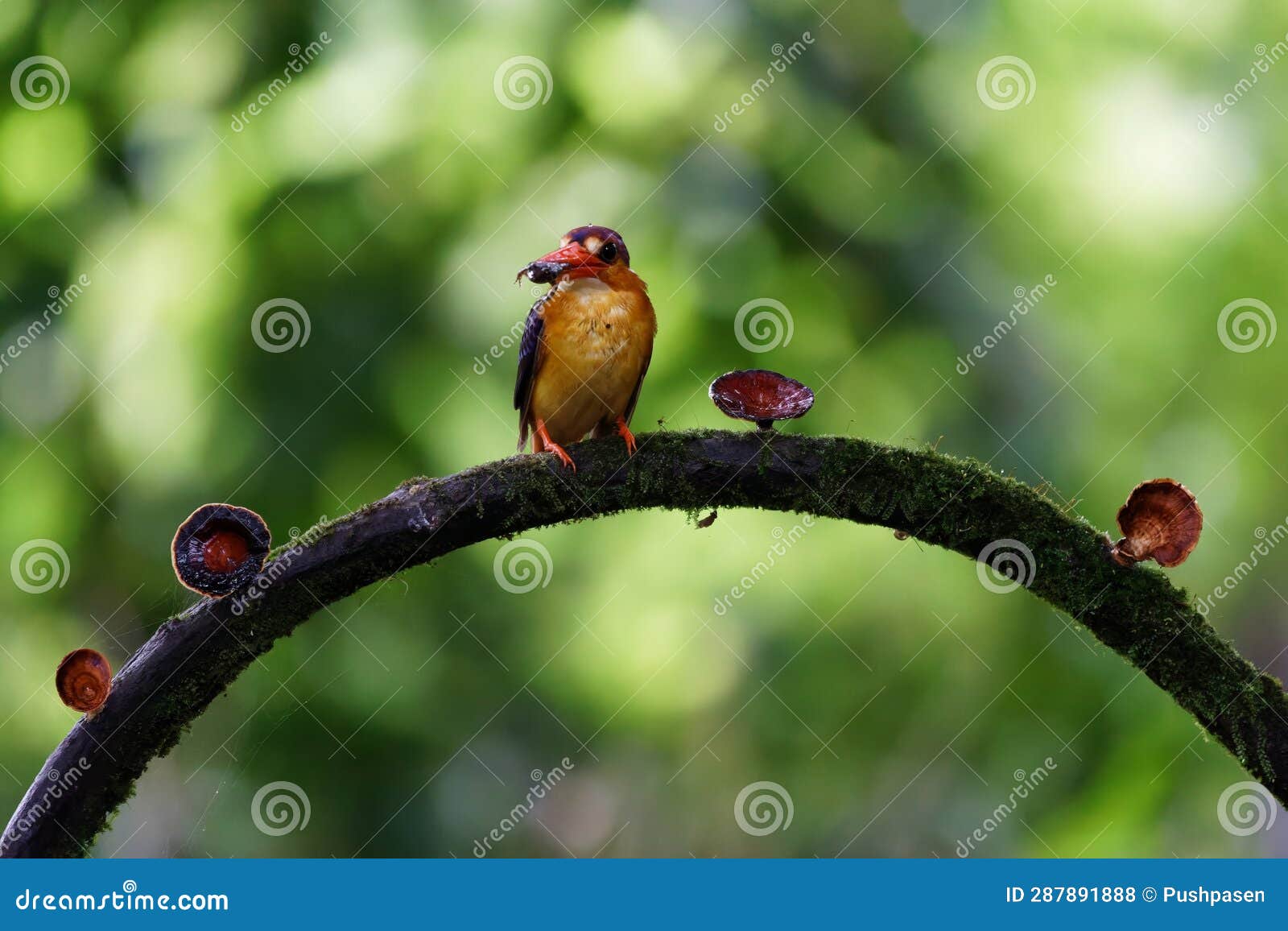 ODKF - Oriental Dwarf Kingfisher with a Kill on a Tree Branch Stock ...