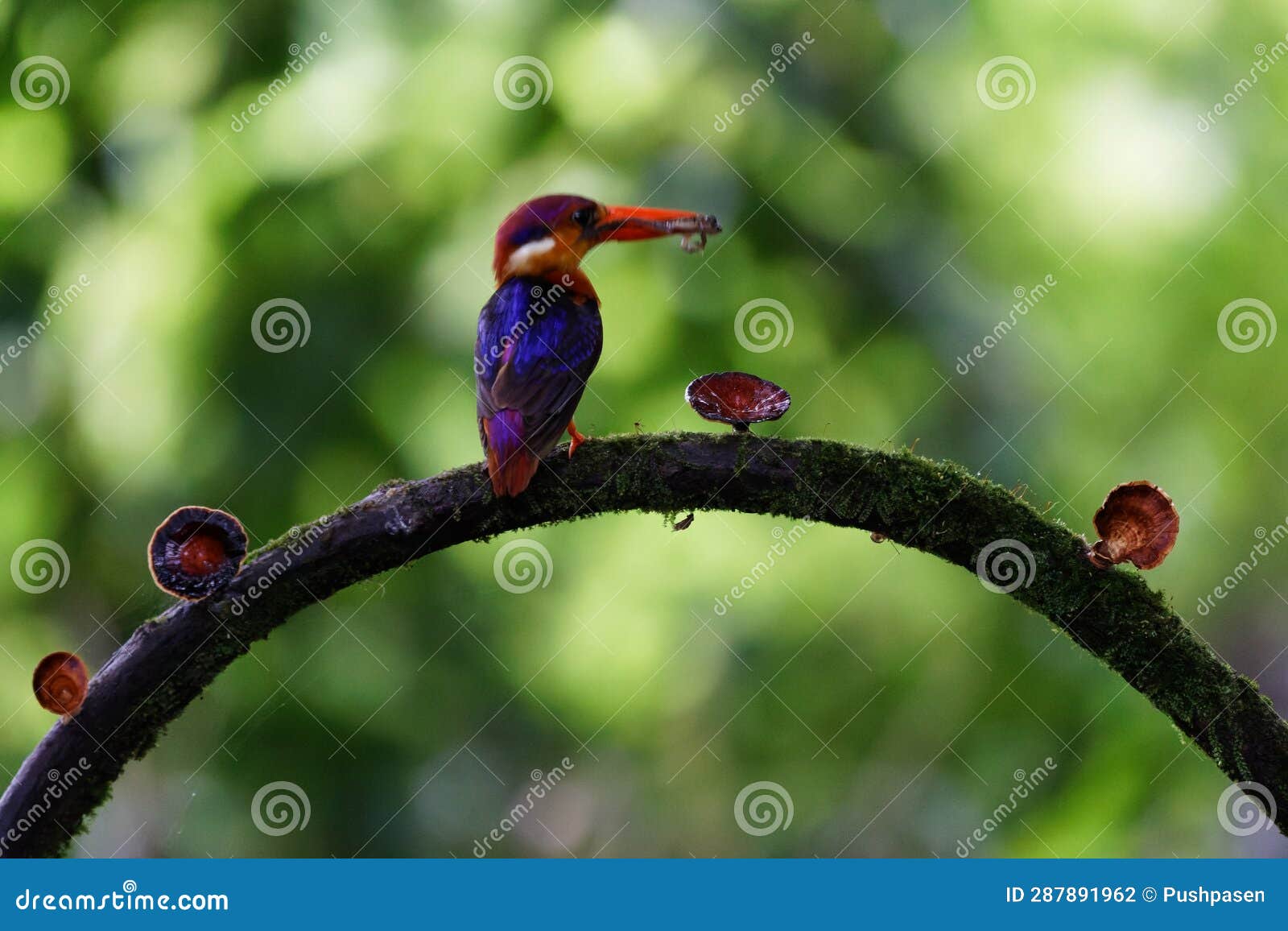 ODKF - Oriental Dwarf Kingfisher with a Kill on a Tree Branch Stock ...