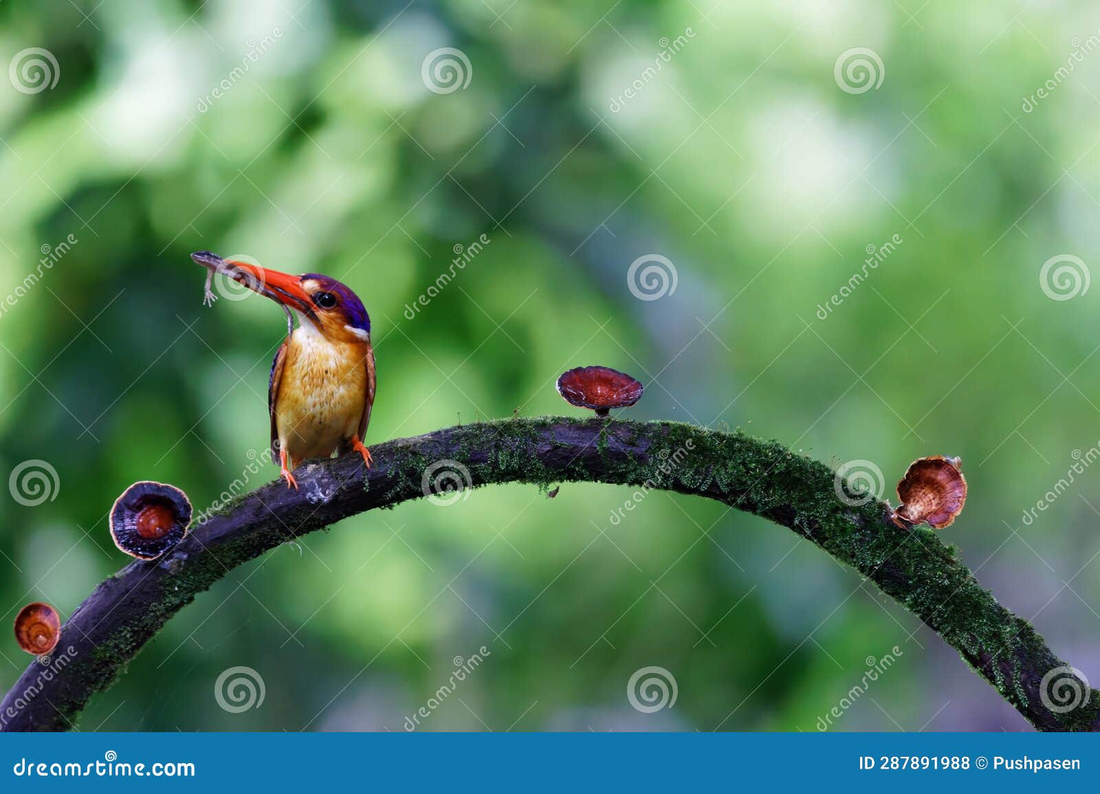 ODKF - Oriental Dwarf Kingfisher with a Kill on a Tree Branch Stock ...