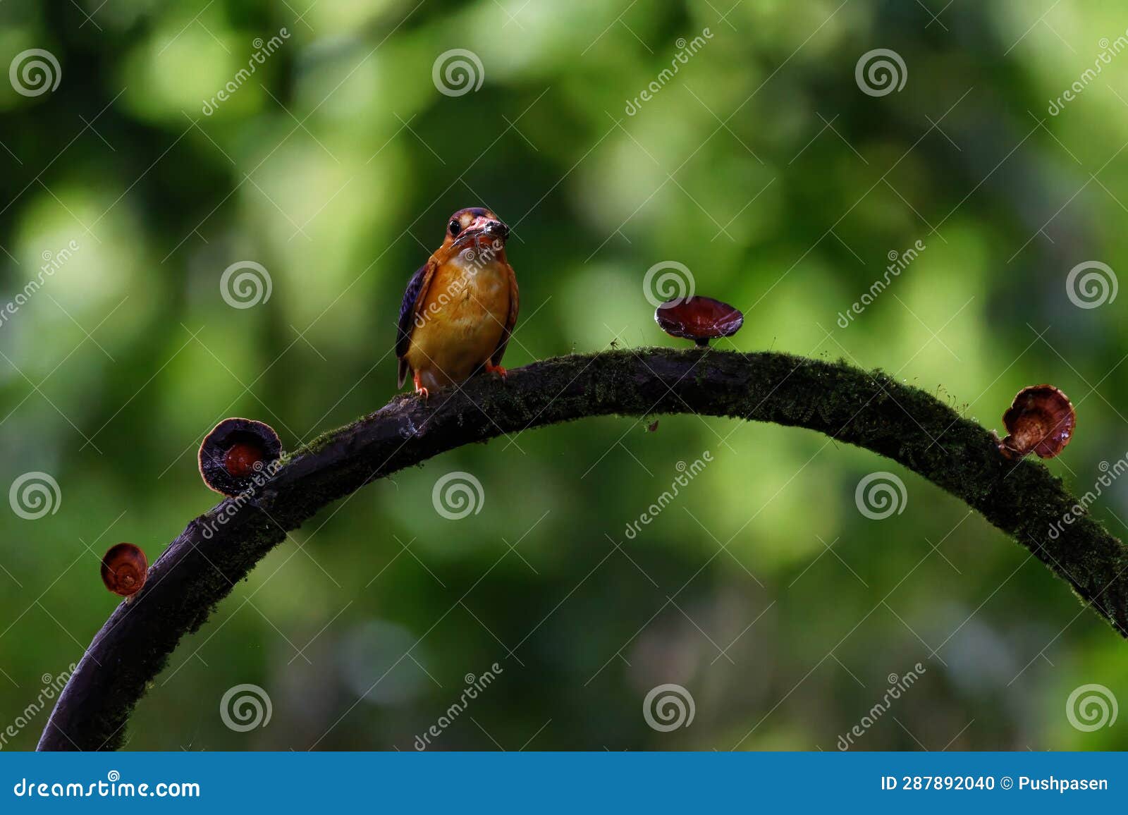 ODKF - Oriental Dwarf Kingfisher with a Kill on a Tree Branch Stock ...