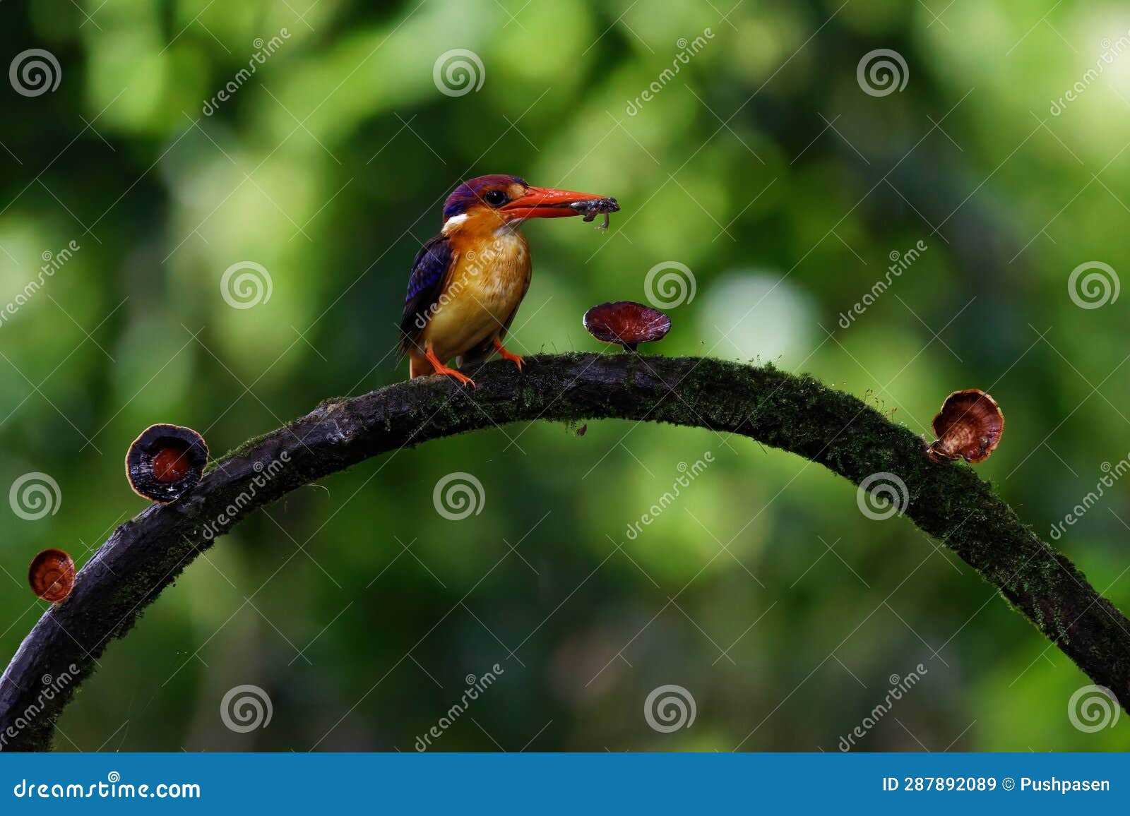 ODKF - Oriental Dwarf Kingfisher with a Kill on a Tree Branch Stock ...