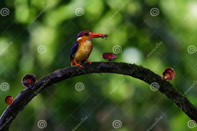 ODKF - Oriental Dwarf Kingfisher with a Kill on a Tree Branch Stock ...