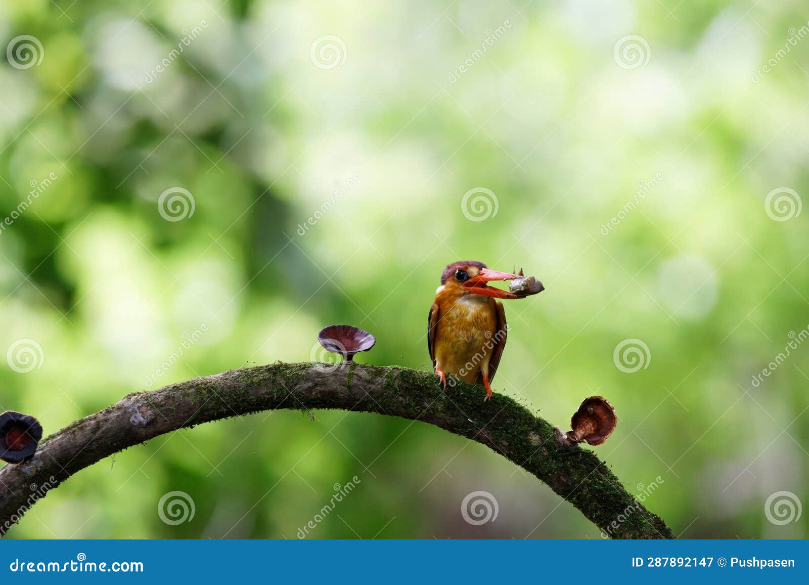 ODKF - Oriental Dwarf Kingfisher with a Kill on a Tree Branch Stock ...