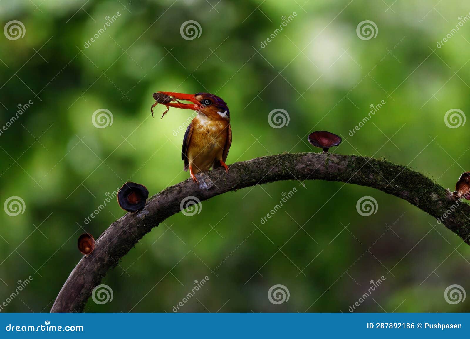ODKF - Oriental Dwarf Kingfisher with a Kill on a Tree Branch Stock ...