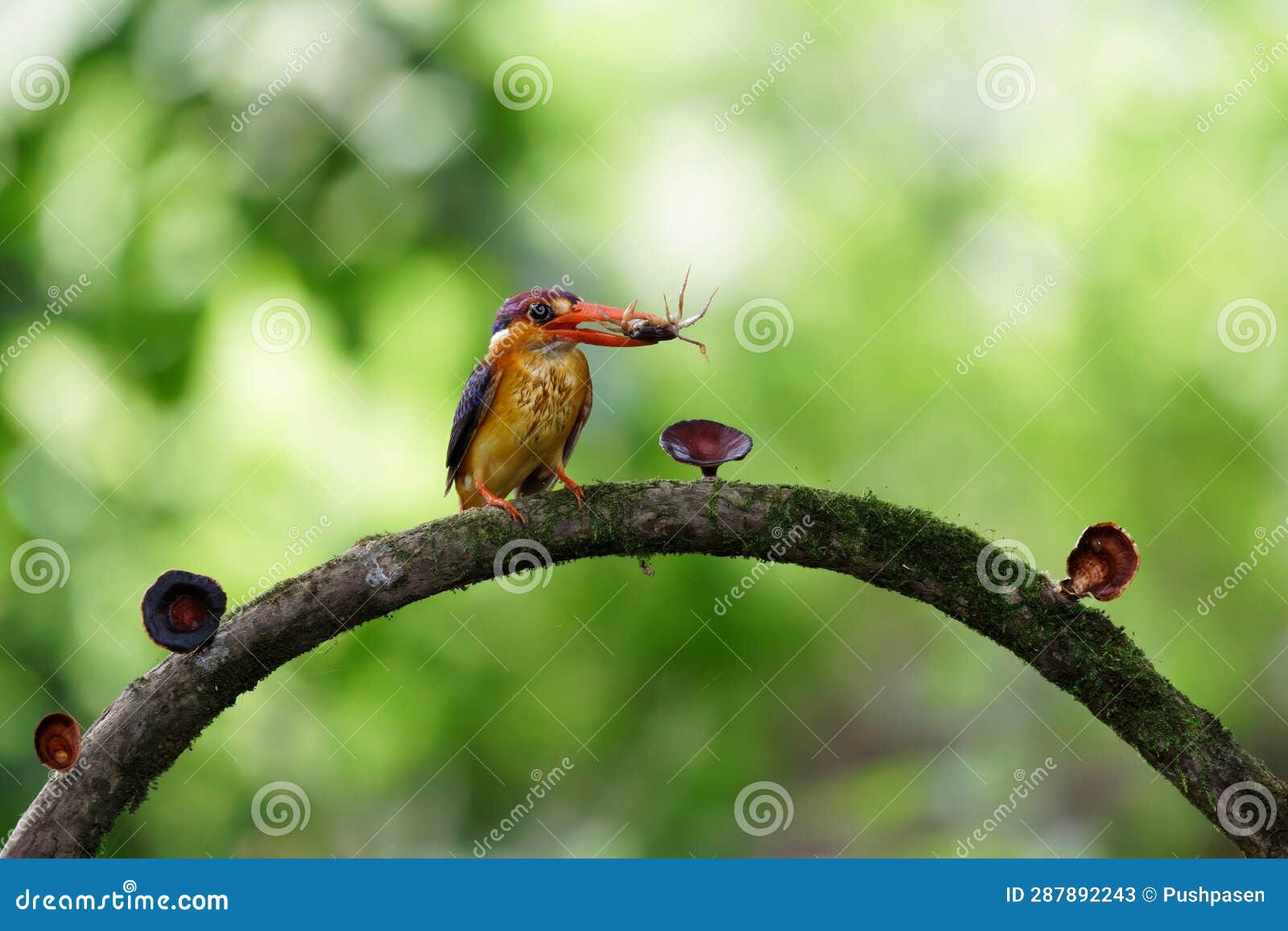 ODKF - Oriental Dwarf Kingfisher with a Kill on a Tree Branch Stock ...