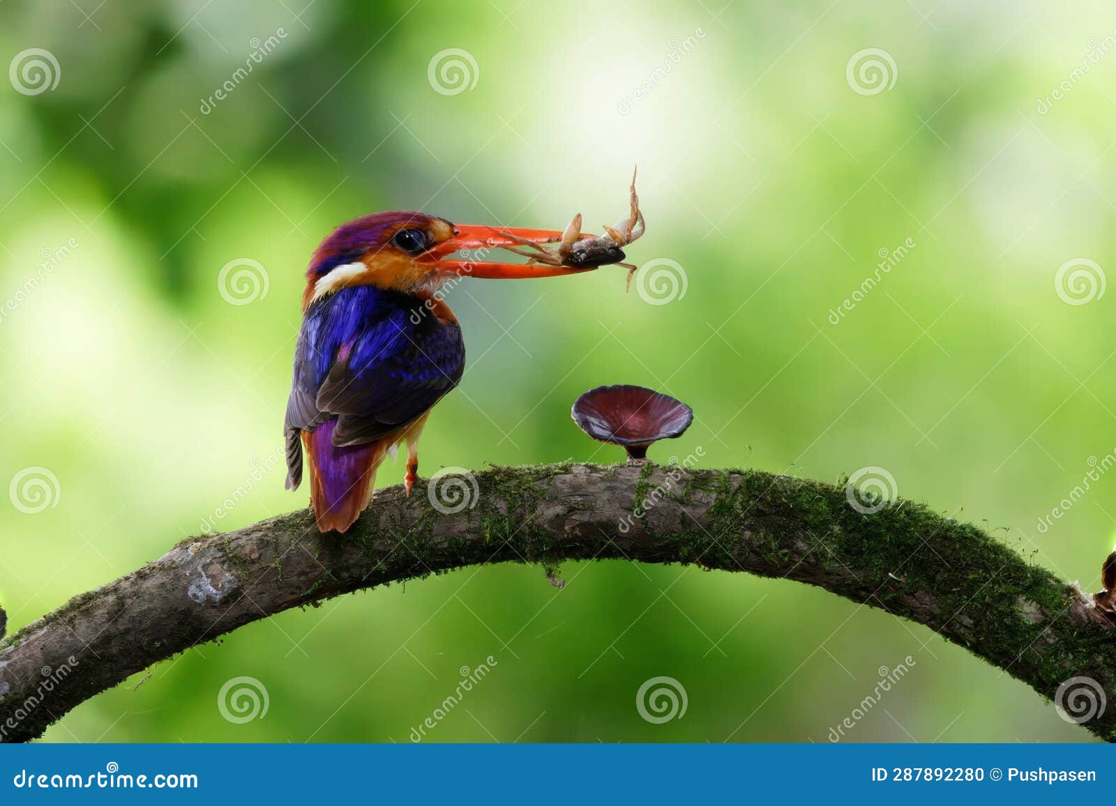 ODKF - Oriental Dwarf Kingfisher with a Kill on a Tree Branch Stock ...