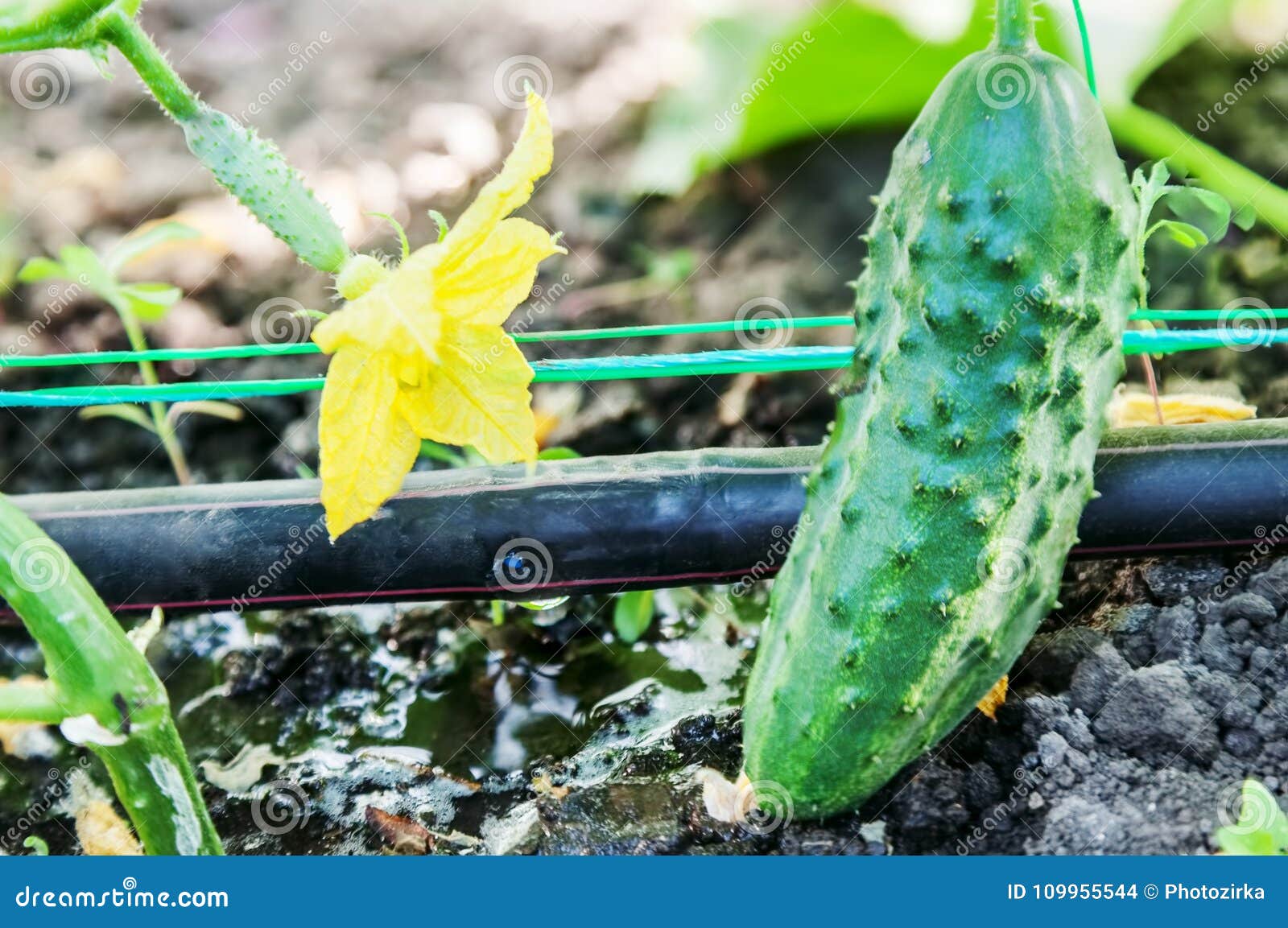 Odling Av Gurkor, Droppbevattning Arkivfoto - Bild av bevattna ...