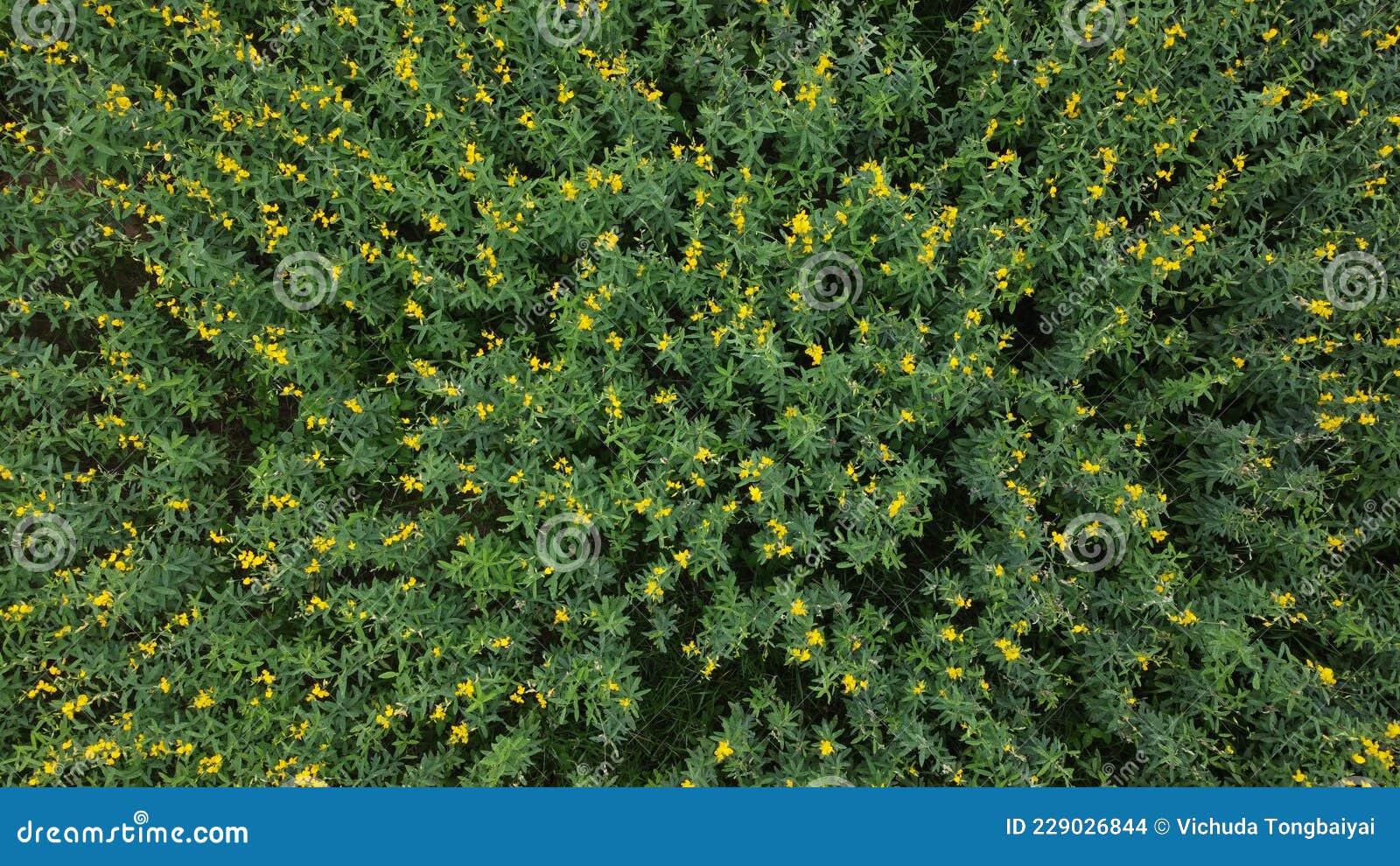 Odlingsplanering Med Gula Blommor Arkivfoto - Bild av löv, mark: 229026844