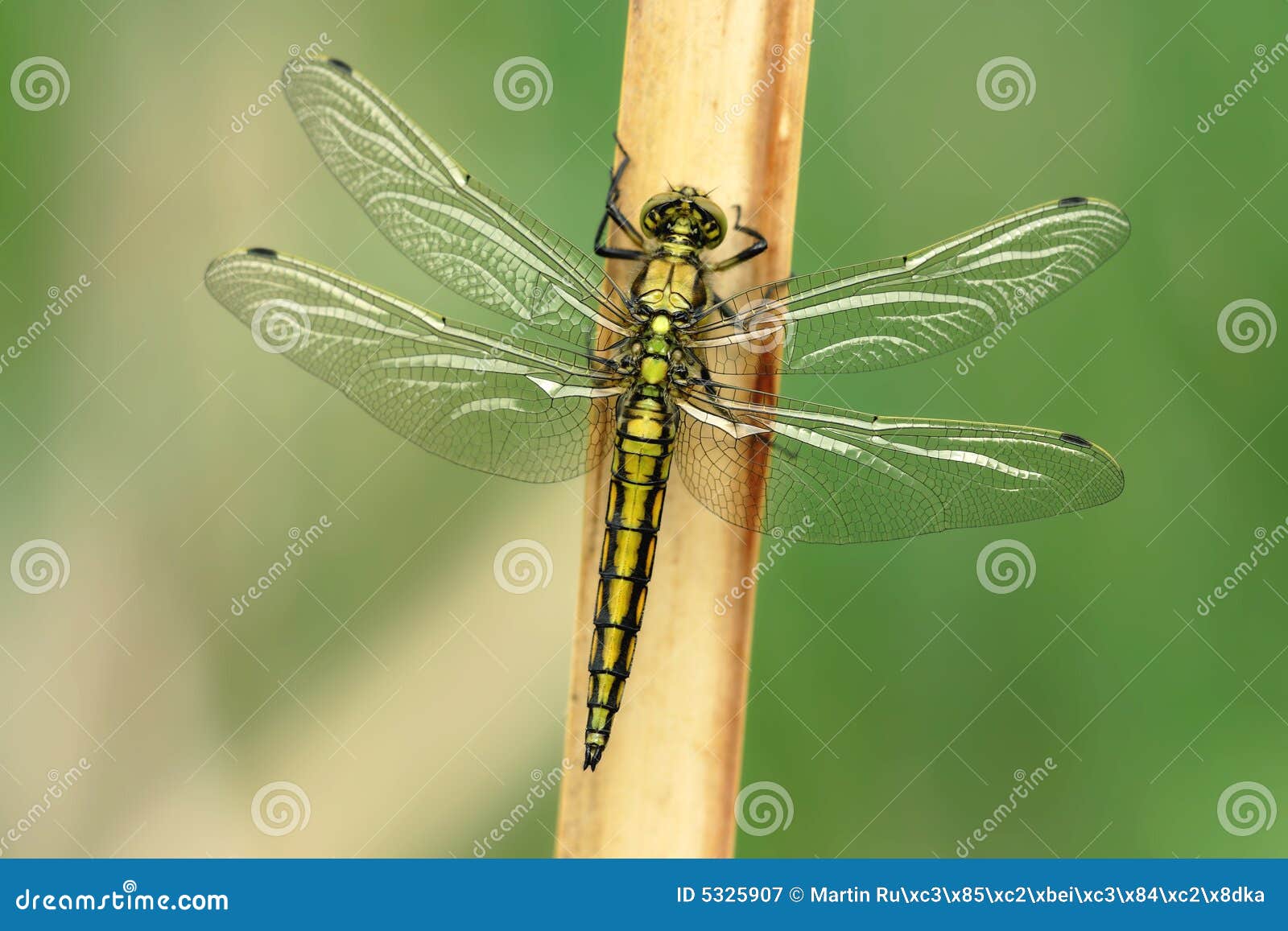 Odonata stock image. Image of details, wallpaper, cancellatum - 5325907