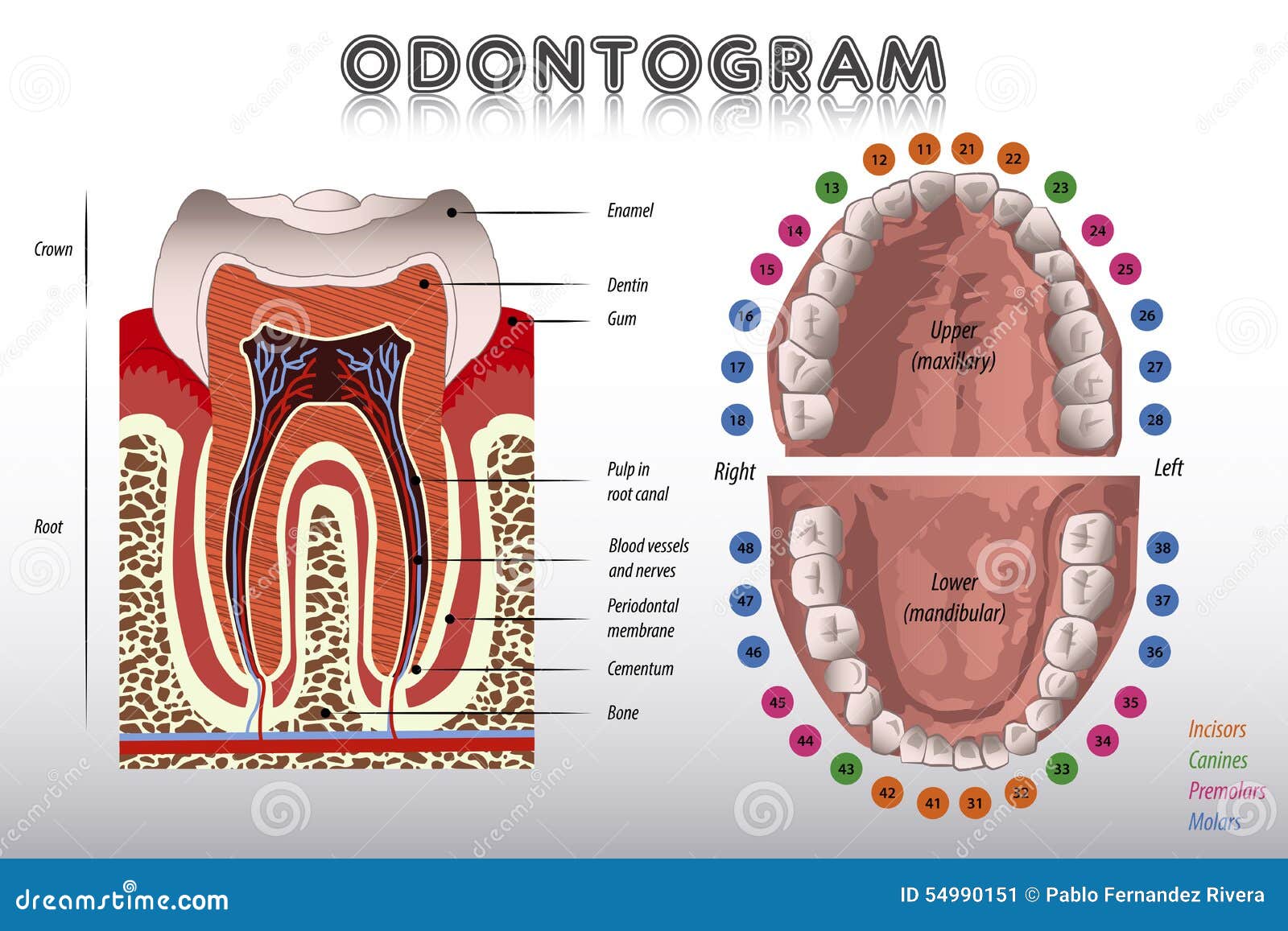 Diagram Of Tooth Demineralization And Remineralization. Dental Care ...