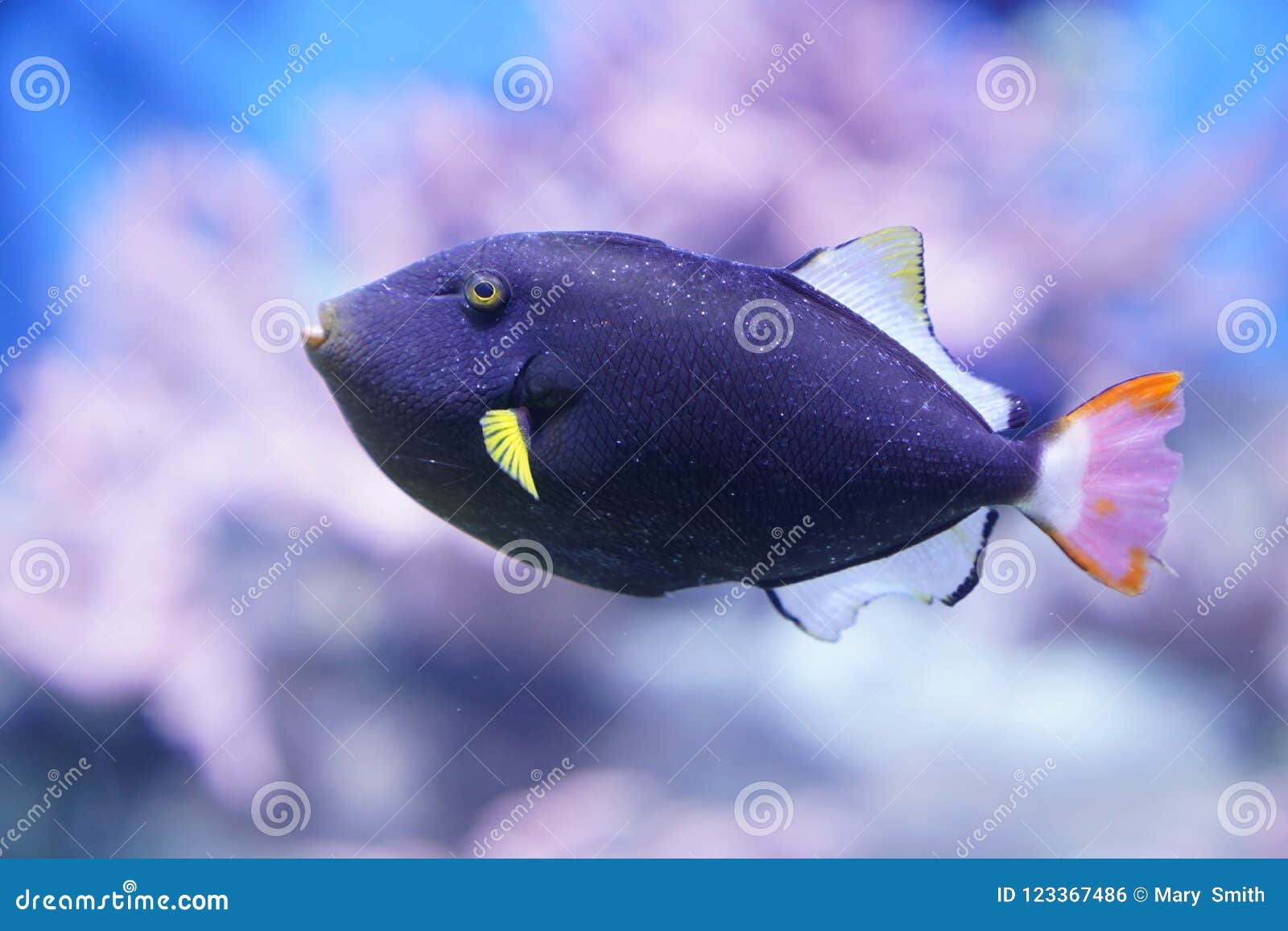 Odonus niger stock photo. Image of fish, odonus, life - 123367486
