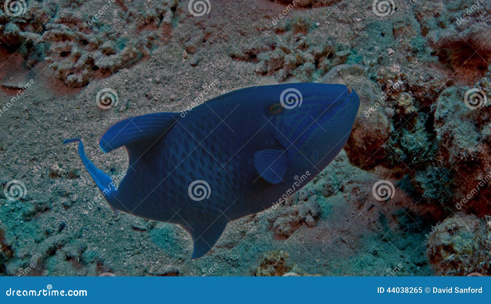Odonus niger stock image. Image of triggerfish, redtooth - 44038265