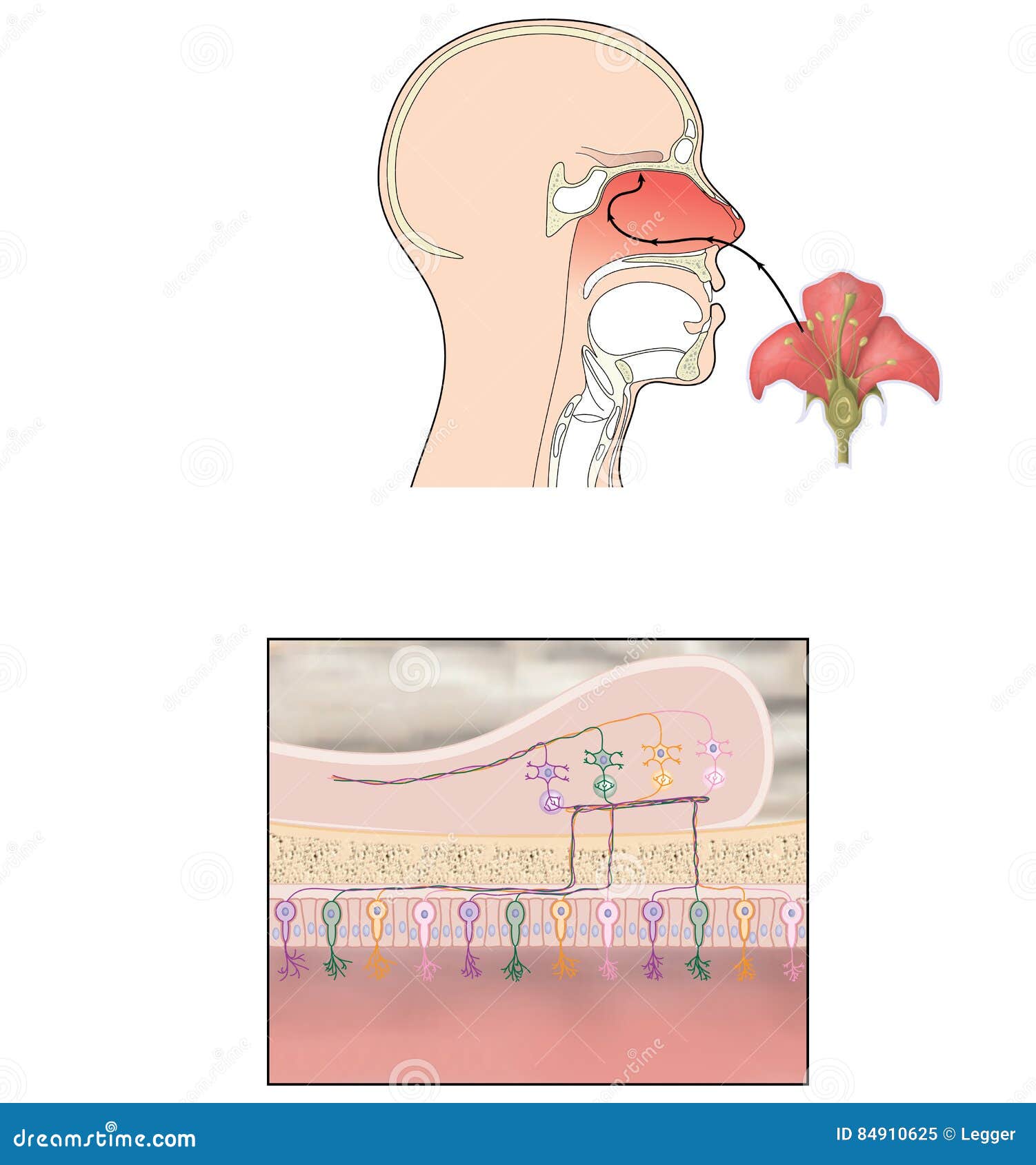 Odorat illustration stock. Illustration du nerf, olfactif - 84910625