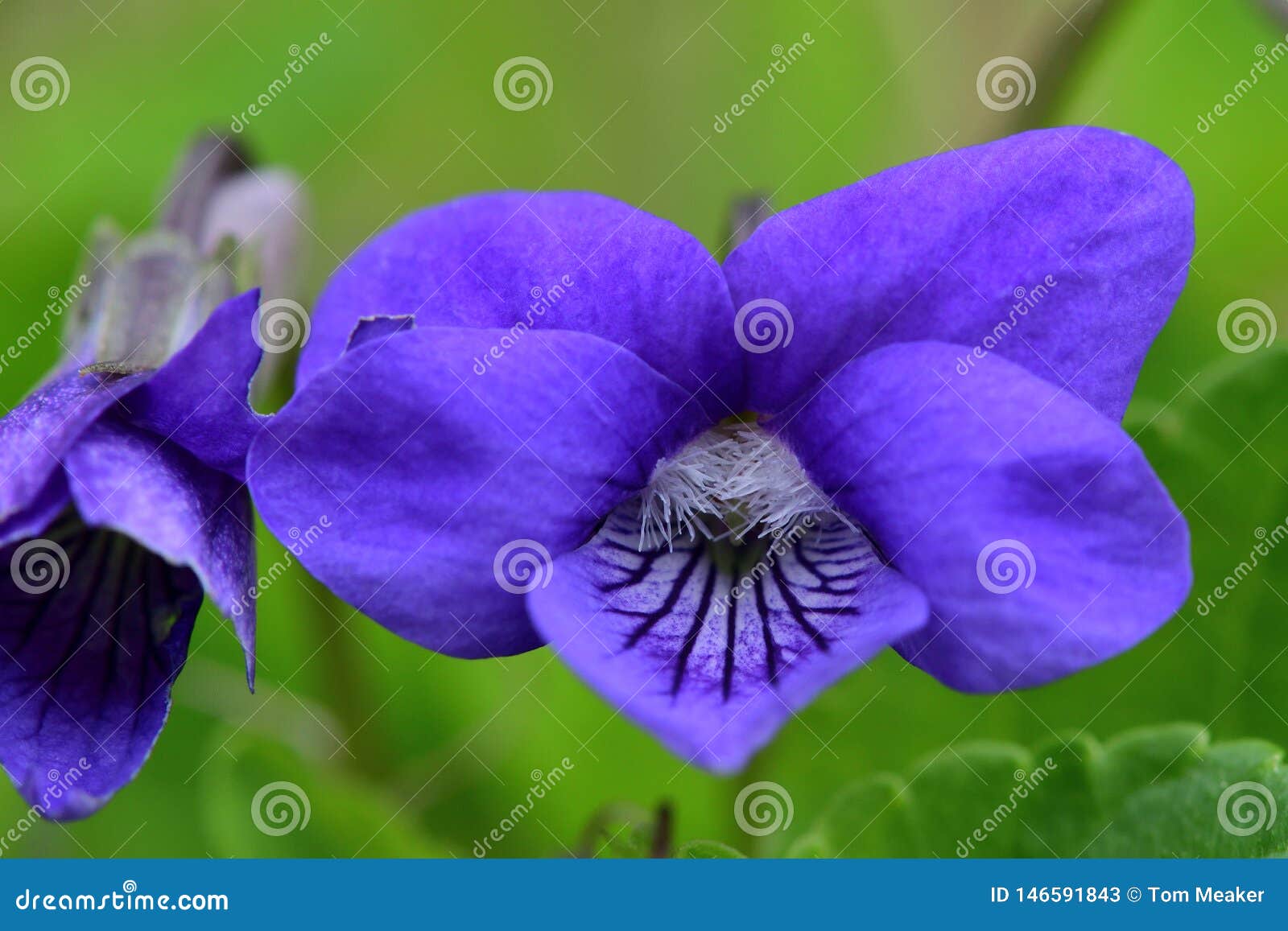 Odorata Comum Da Viola Das Violetas Imagem de Stock - Imagem de frescor ...