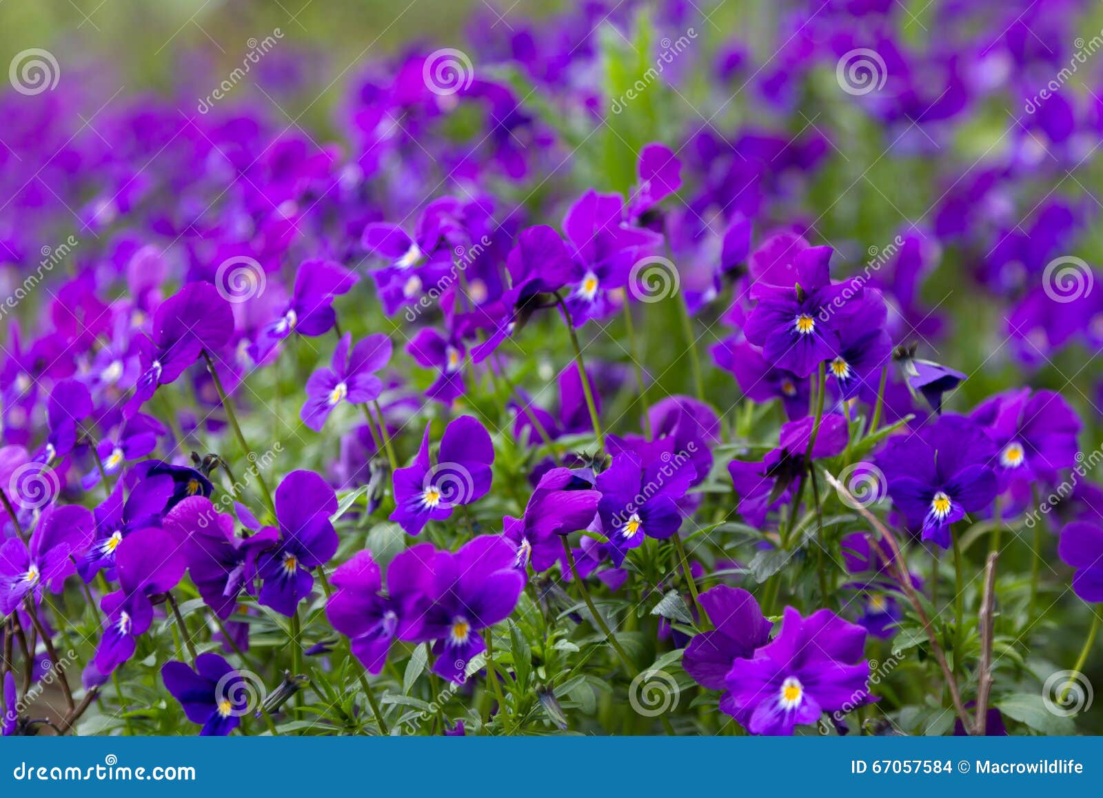 Odorata Da Viola (violeta Doce, Violeta Inglesa, Violeta Comum, Ou G ...