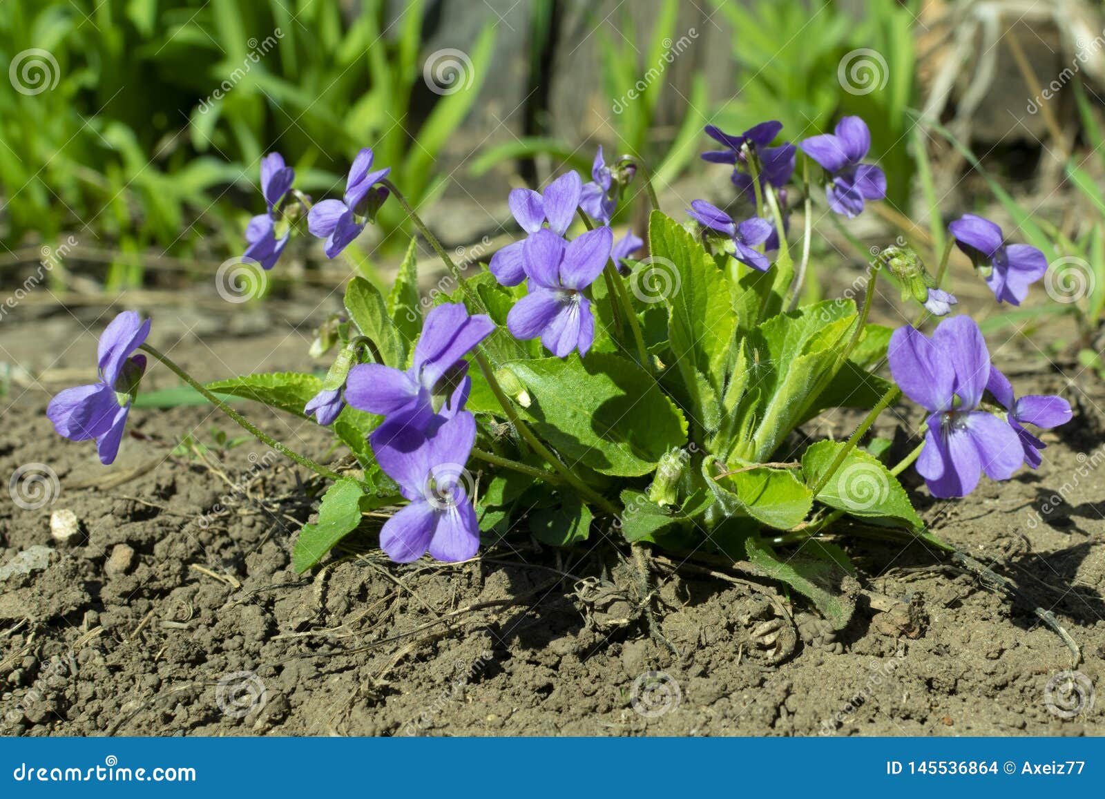 Odorata De La Viola - Violeta Dulce, Violeta Inglesa, Violeta Com?n, O ...