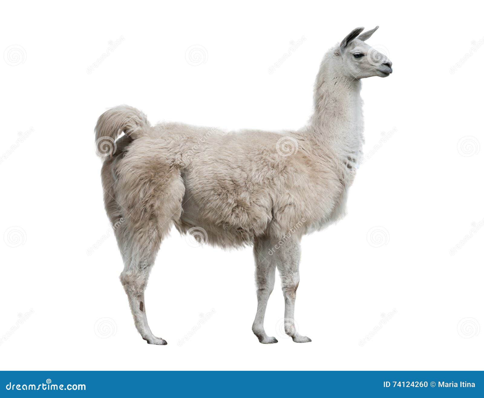 Odosobniony lama zdjęcie stock. Obraz złożonej z lama - 74124260