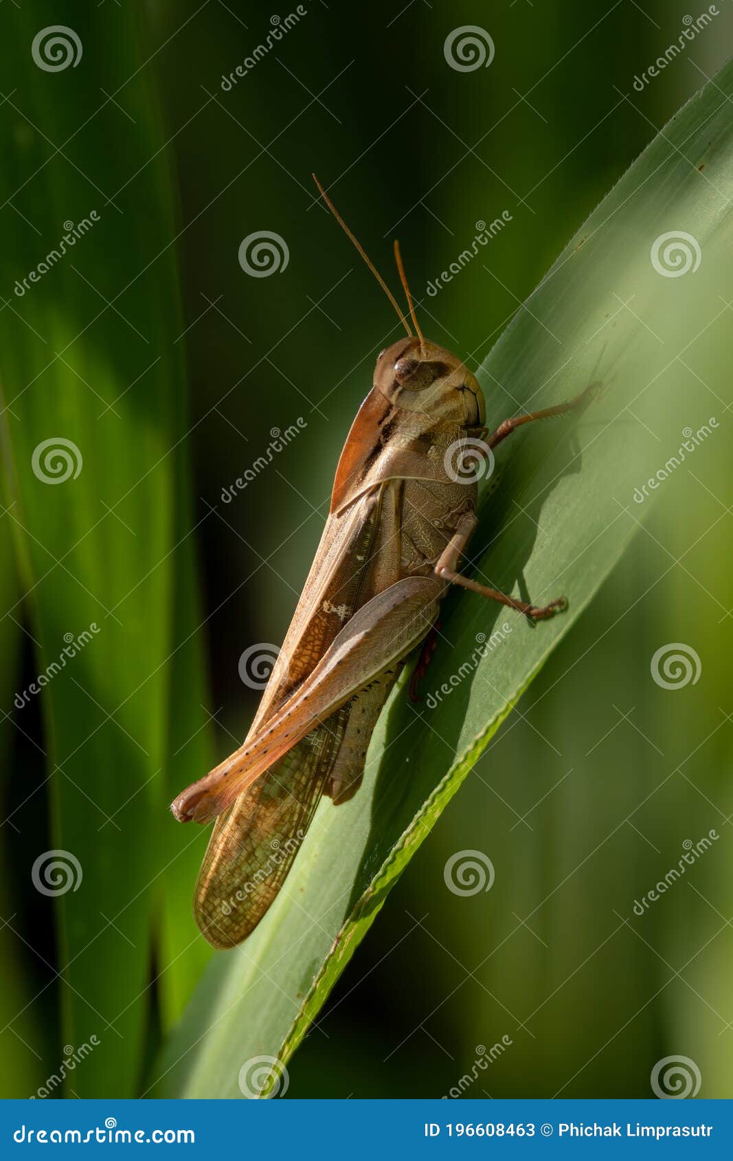 Oedaleus Abruptus Grasshopper Perching on Grass Leaf Stock Image ...